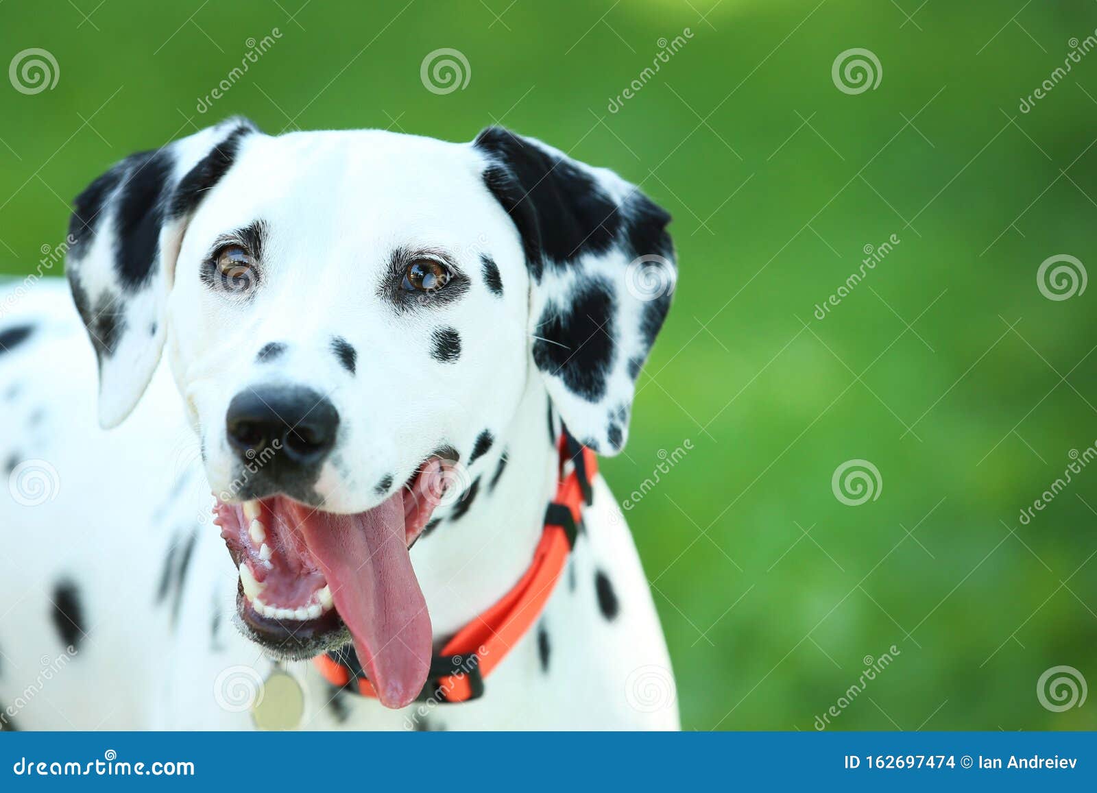 Dalmatian dog stock photo. Image of friend, pretty, domestic - 162697474