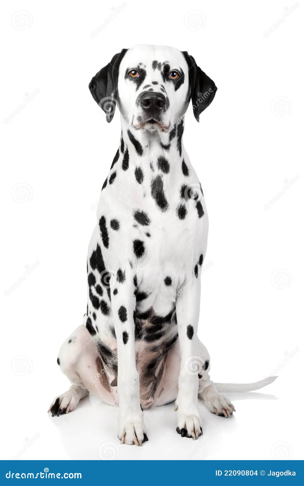Dalmatian dog portrait stock photo. Image of spotty, pedigreed - 22090804