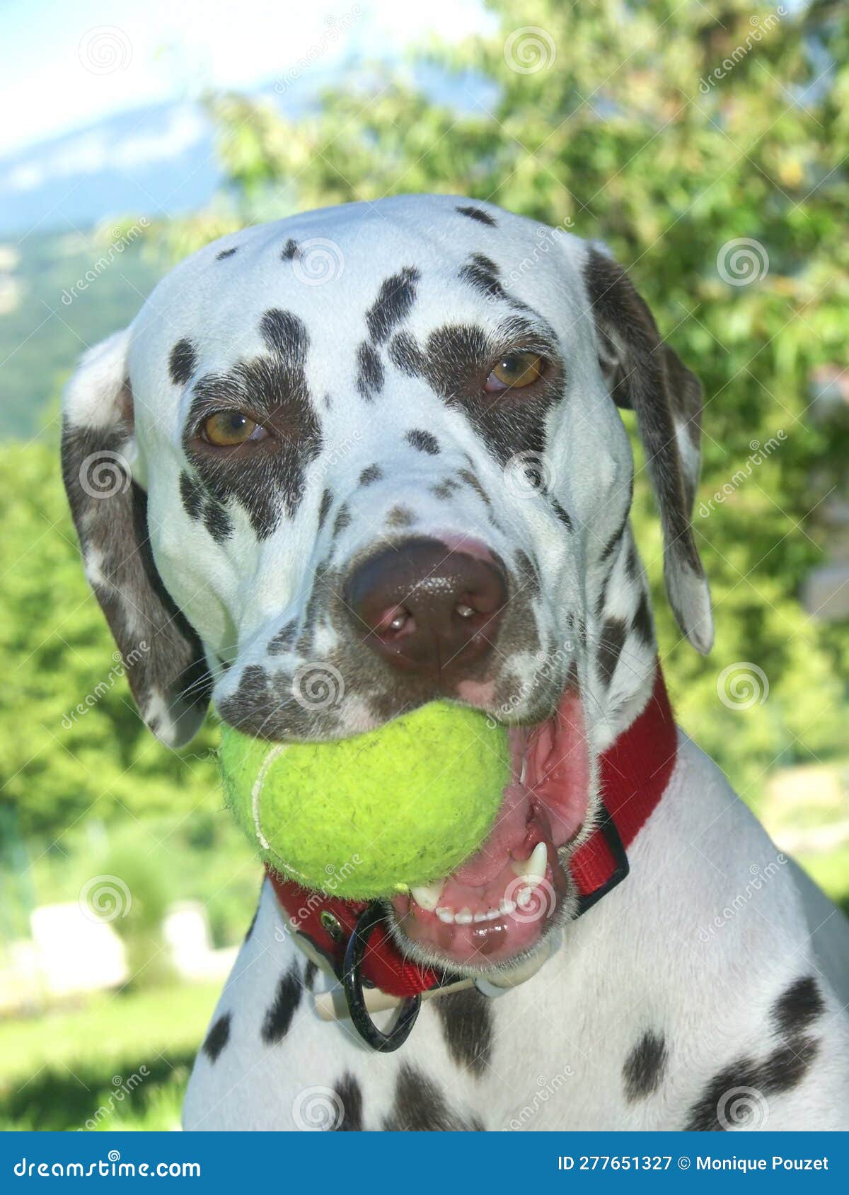 A Dalmatian dog stock image. Image of dalmatian, portrait - 277651327