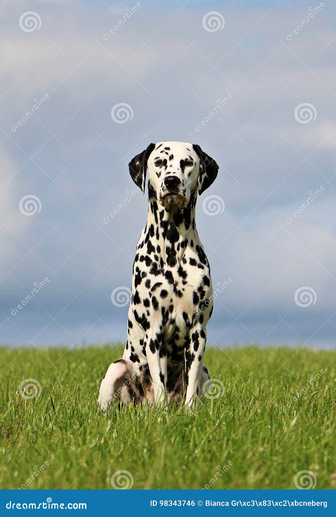 Dalmatian Dog portrait stock photo. Image of head, elegance - 98343746