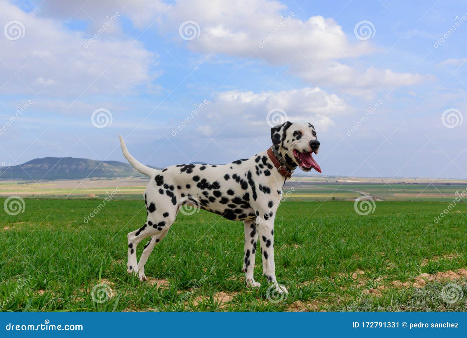 Dalmatian Dog Posing and Playing in the Field Stock Image - Image of ...