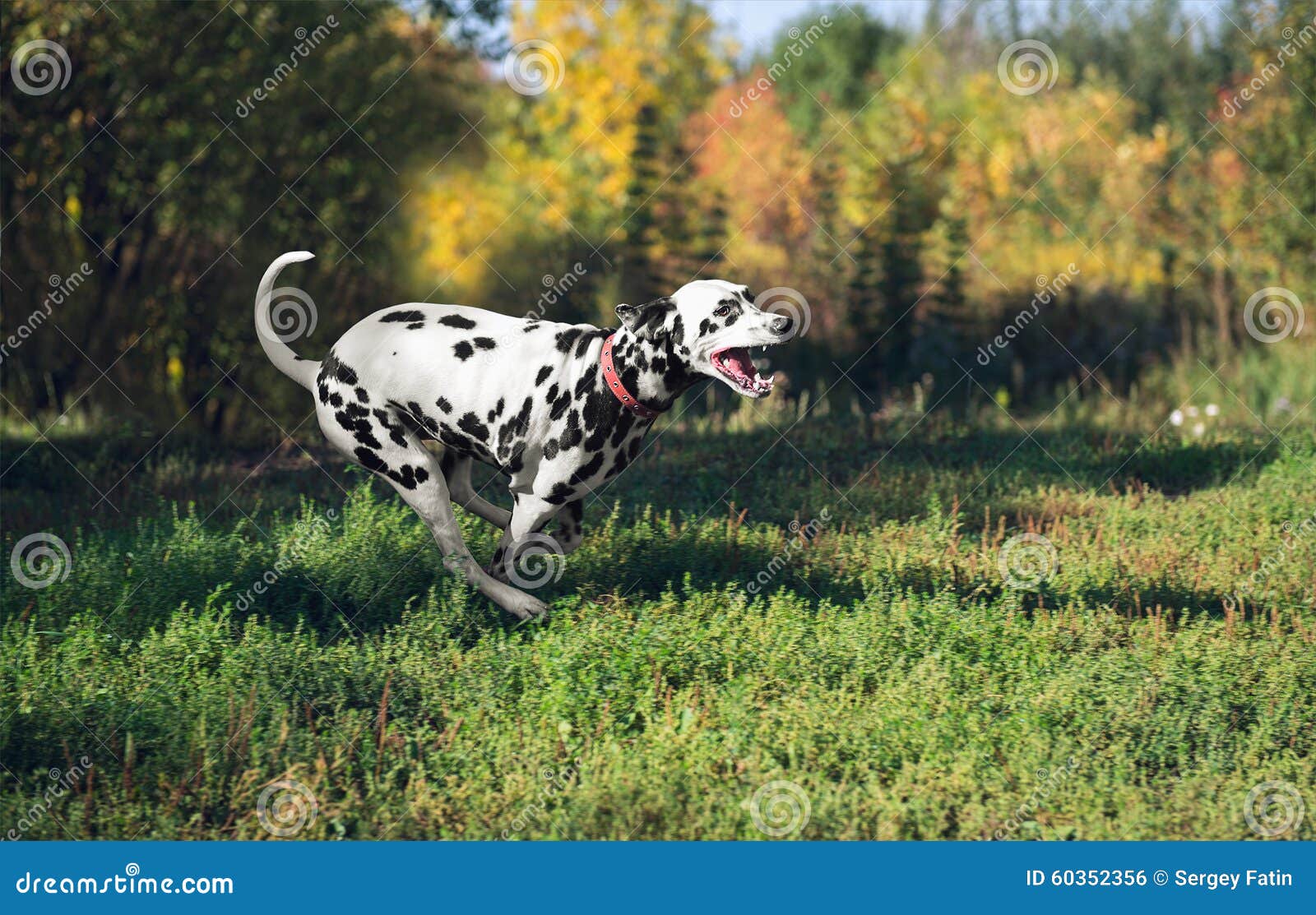 Dalmatian dog running back stock photo. Image of lawn - 60352356