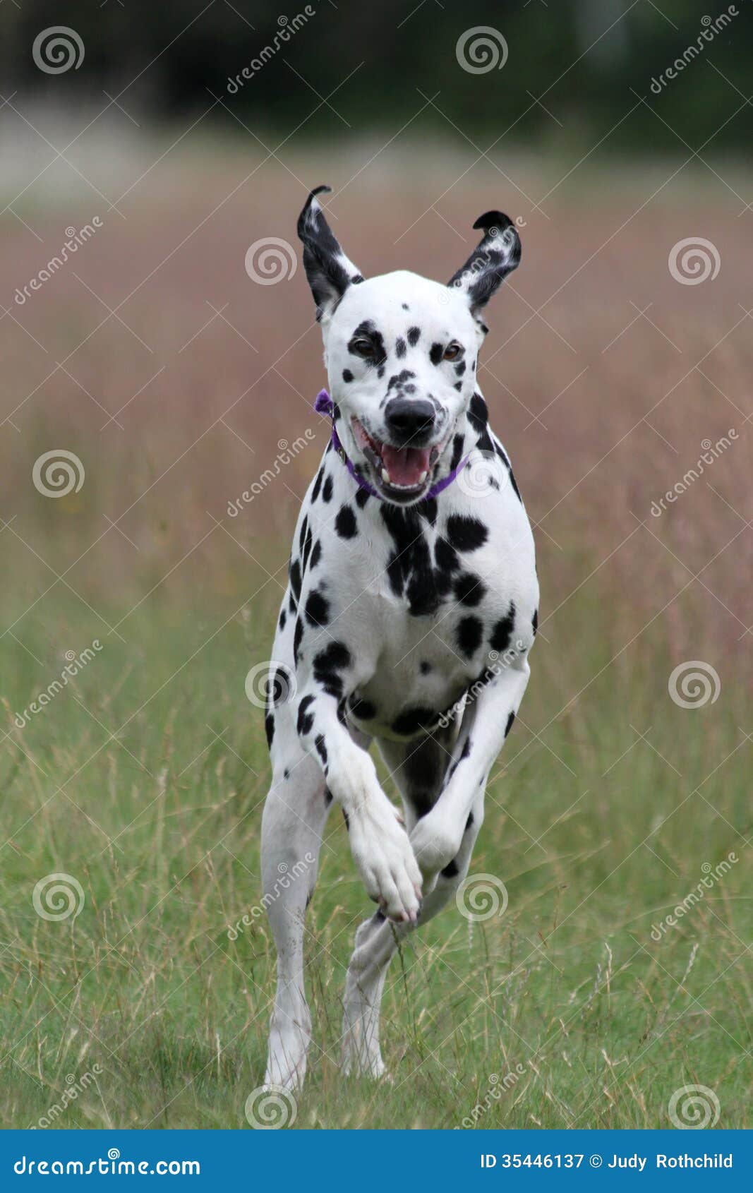 Dalmatian dog running stock image. Image of running, playing - 35446137