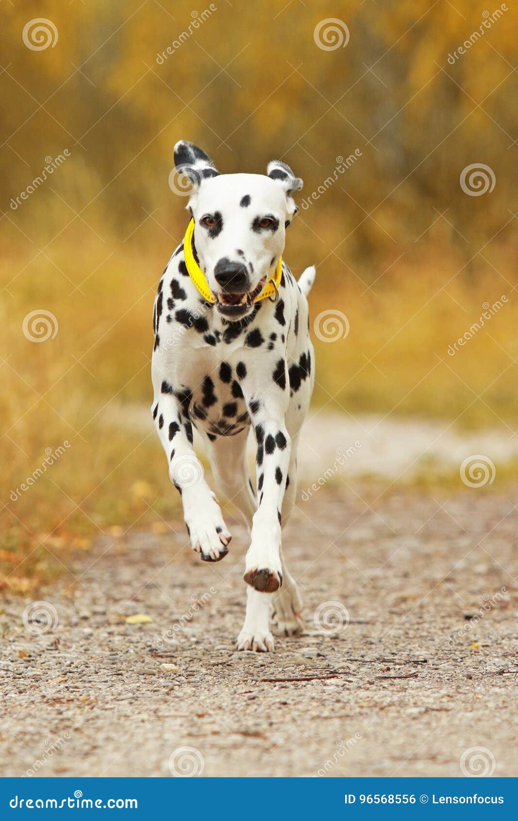 Dalmatian Dog is Running through Grass Stock Photo - Image of fast ...
