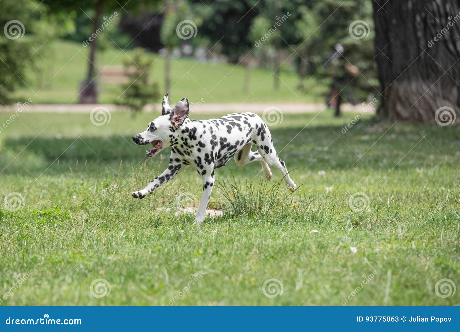 Dalmatian Dog Running on the Grass Stock Image - Image of dalmatiner ...