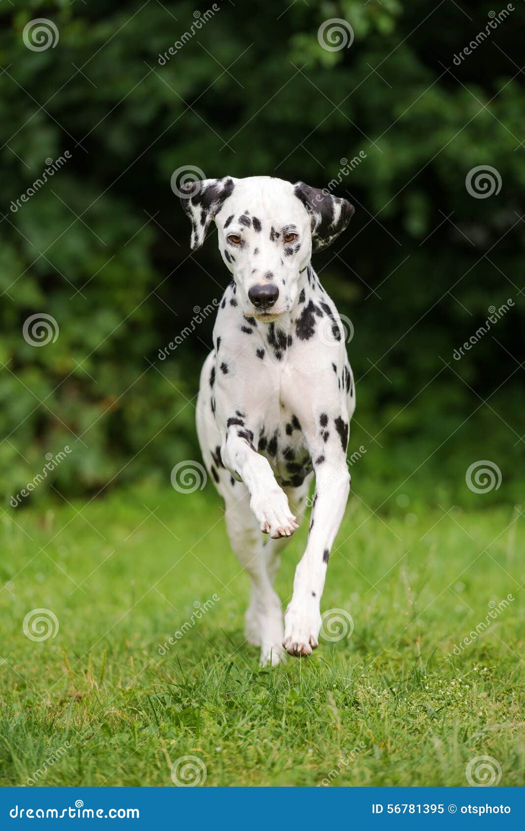 Dalmatian Dog Running Outdoors Stock Image - Image of green, portrait ...