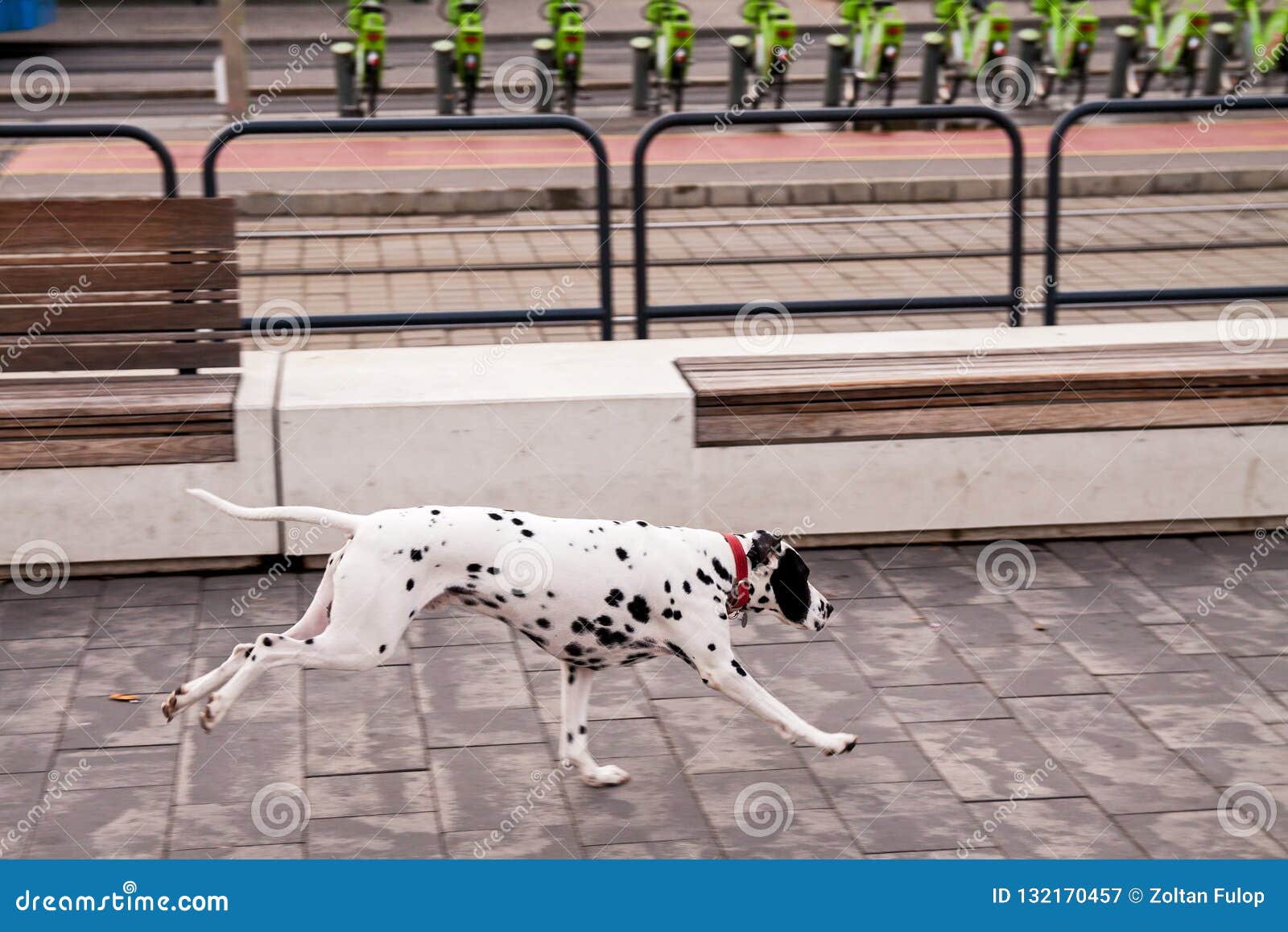Dalmatian Dog Running on the Sidewalk Stock Image - Image of friendship ...