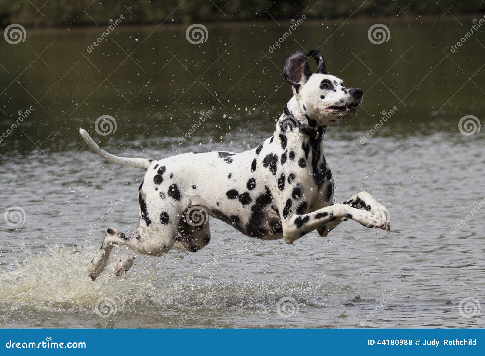 Dalmatian Dog Running in Water Stock Photo - Image of jumping ...
