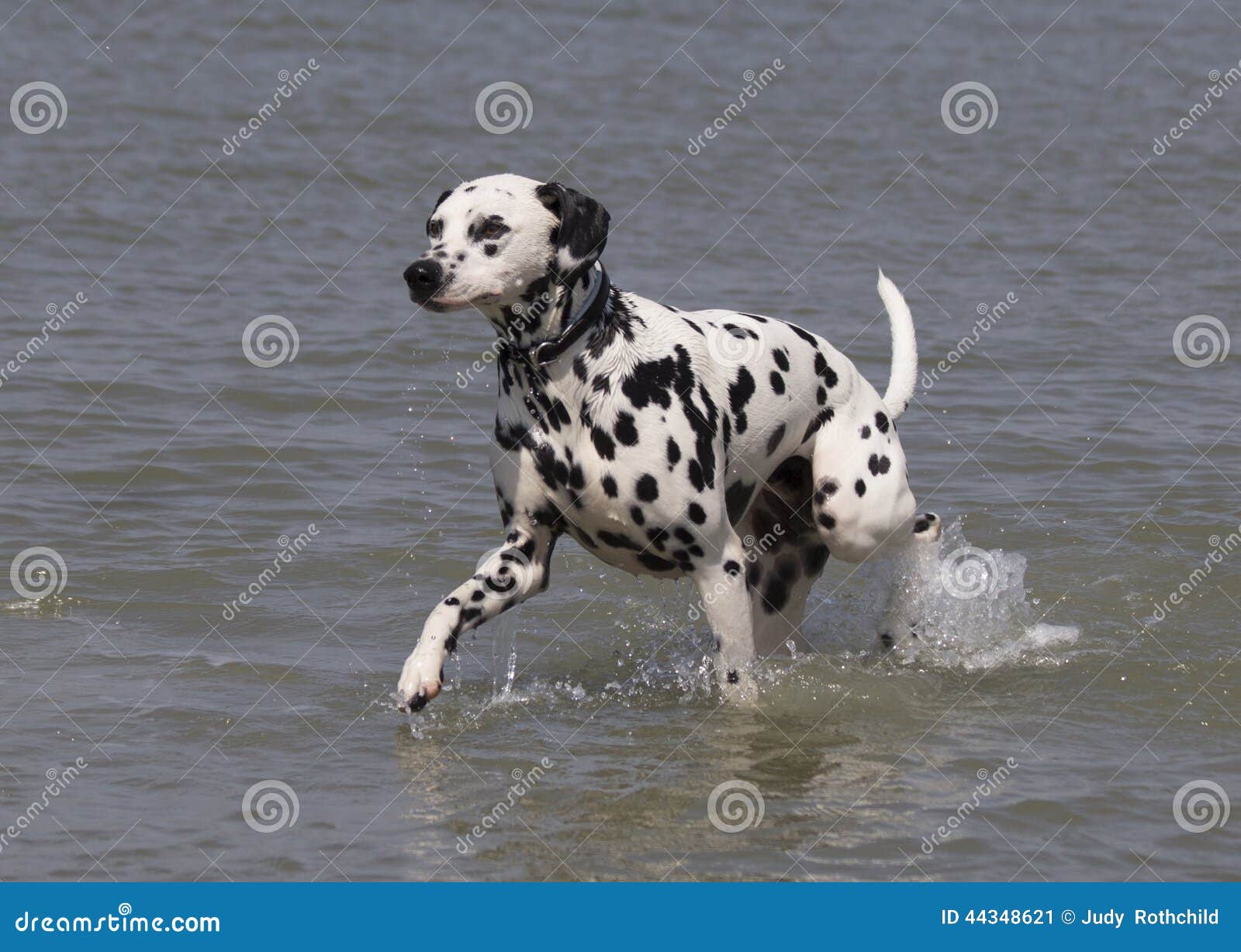 Dalmatian Dog Running in Water Stock Image - Image of active, spotted ...