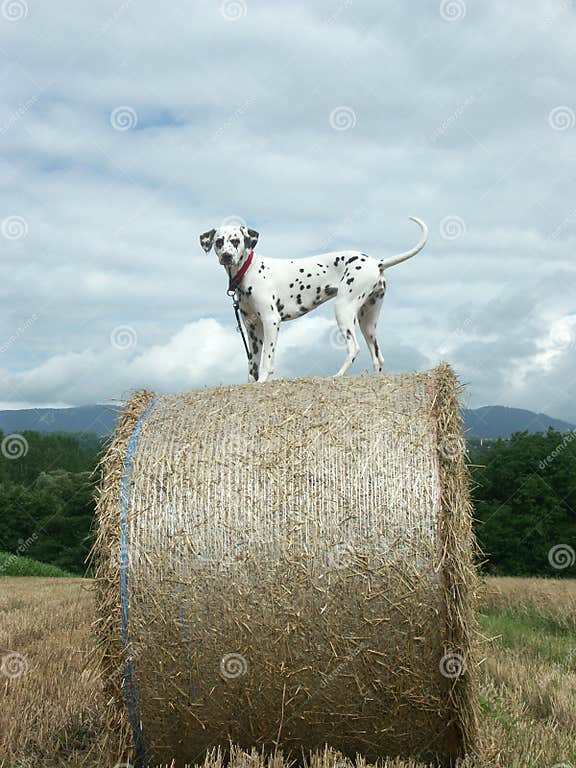 A Dalmatian dog stock photo. Image of animal, farm, portrait - 277651240