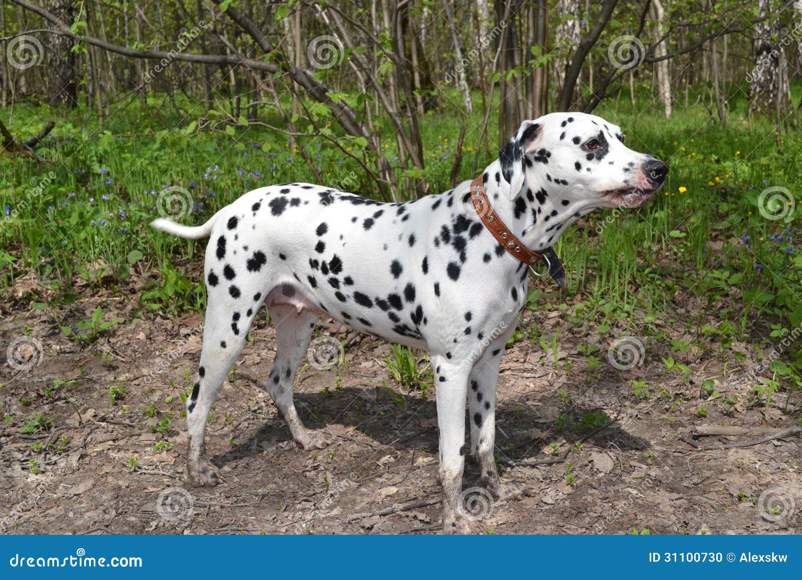 Dalmatian stock photo. Image of spring, elegant, active - 31100730