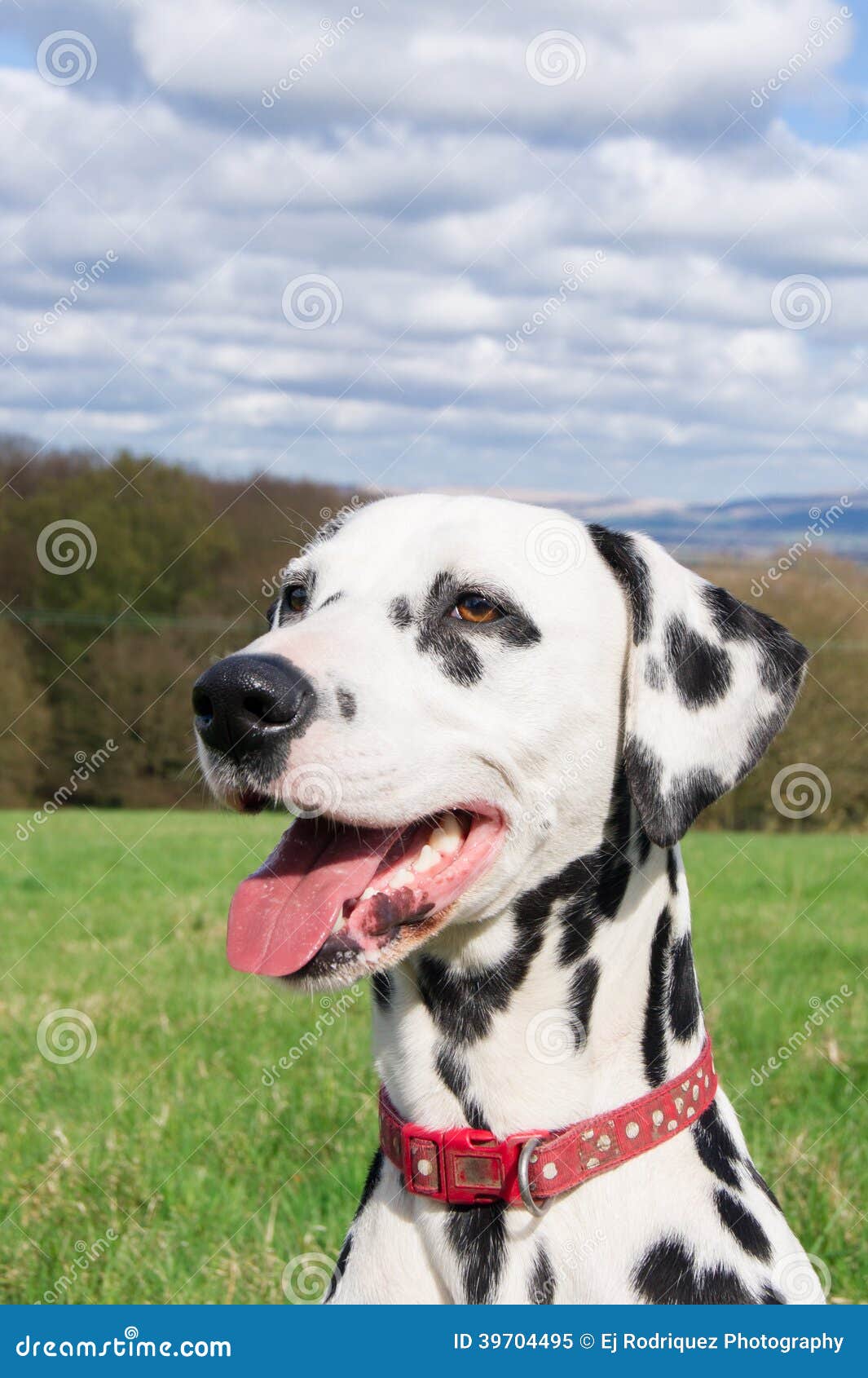 Dalmatian Enjoying the Sunshine Stock Image - Image of cloud, brown ...