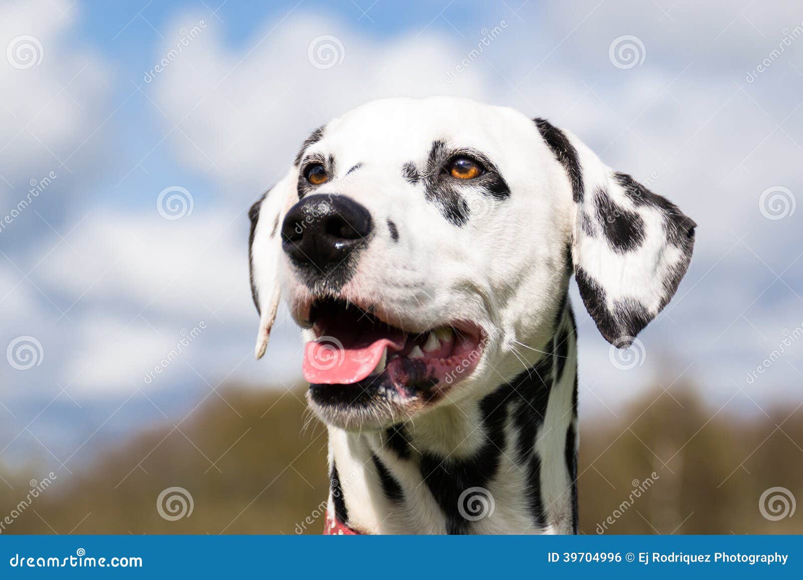 Dalmatian Enjoying the Sunshine Stock Photo - Image of europe ...