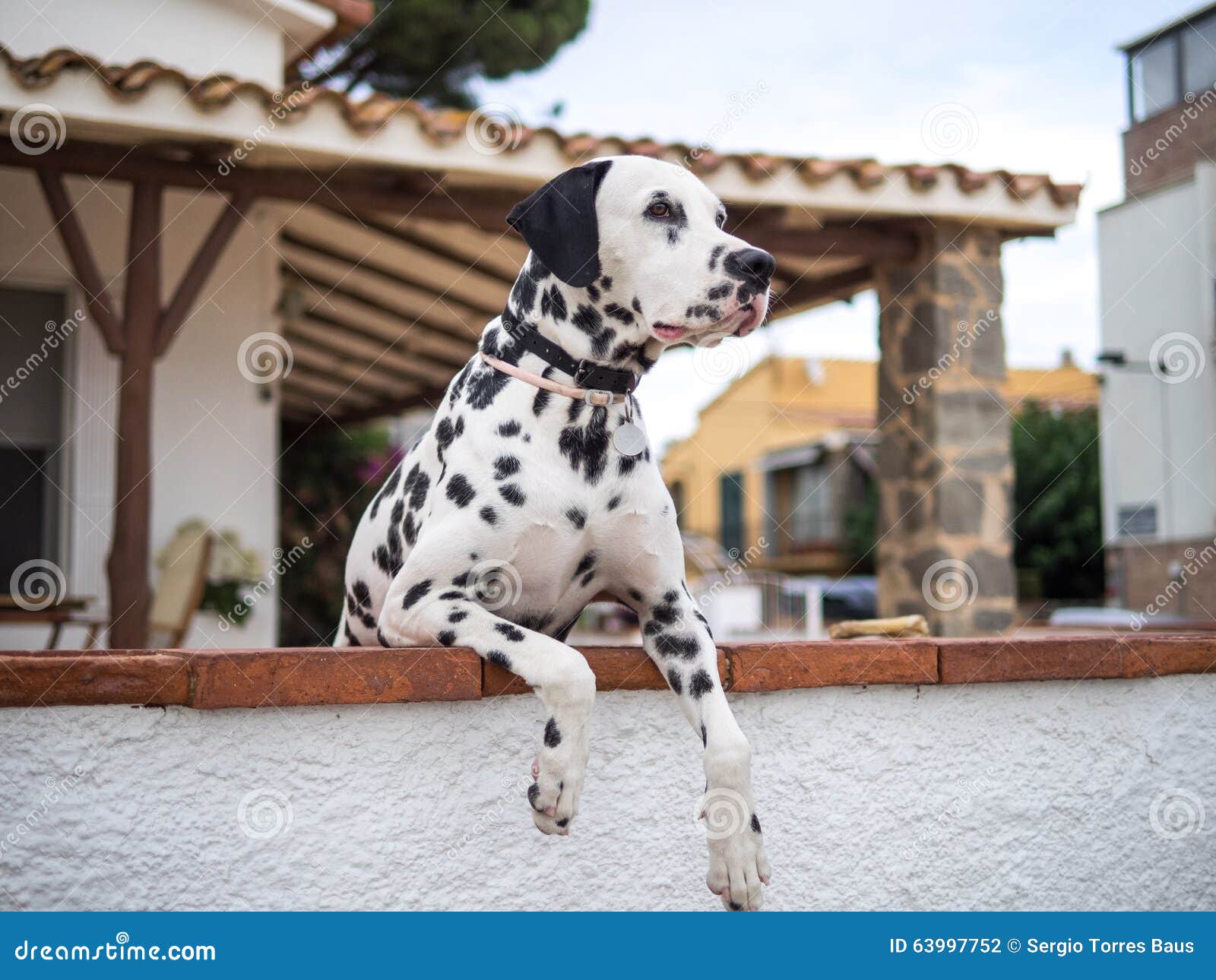 Dalmatian eyes stock photo. Image of obedient, obedience - 63997752