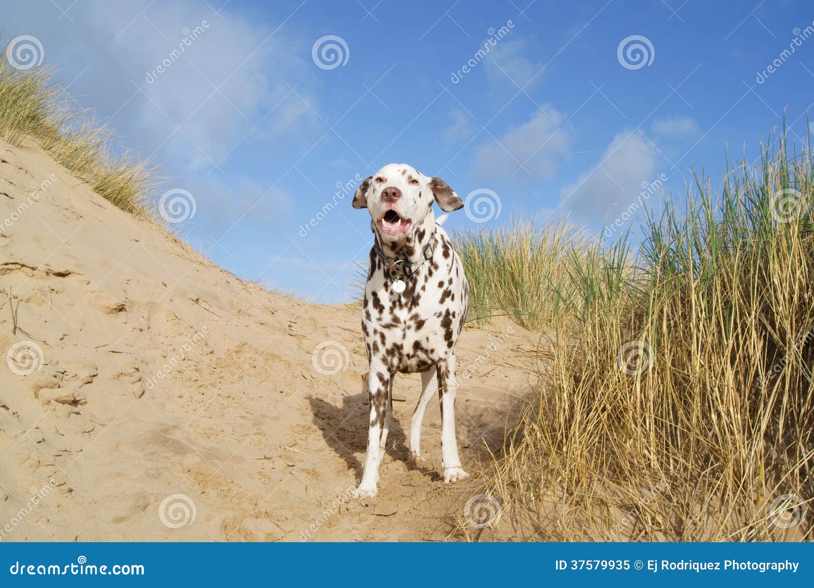 Dalmatian Having Fun on the Beach Stock Image - Image of beach, nature ...