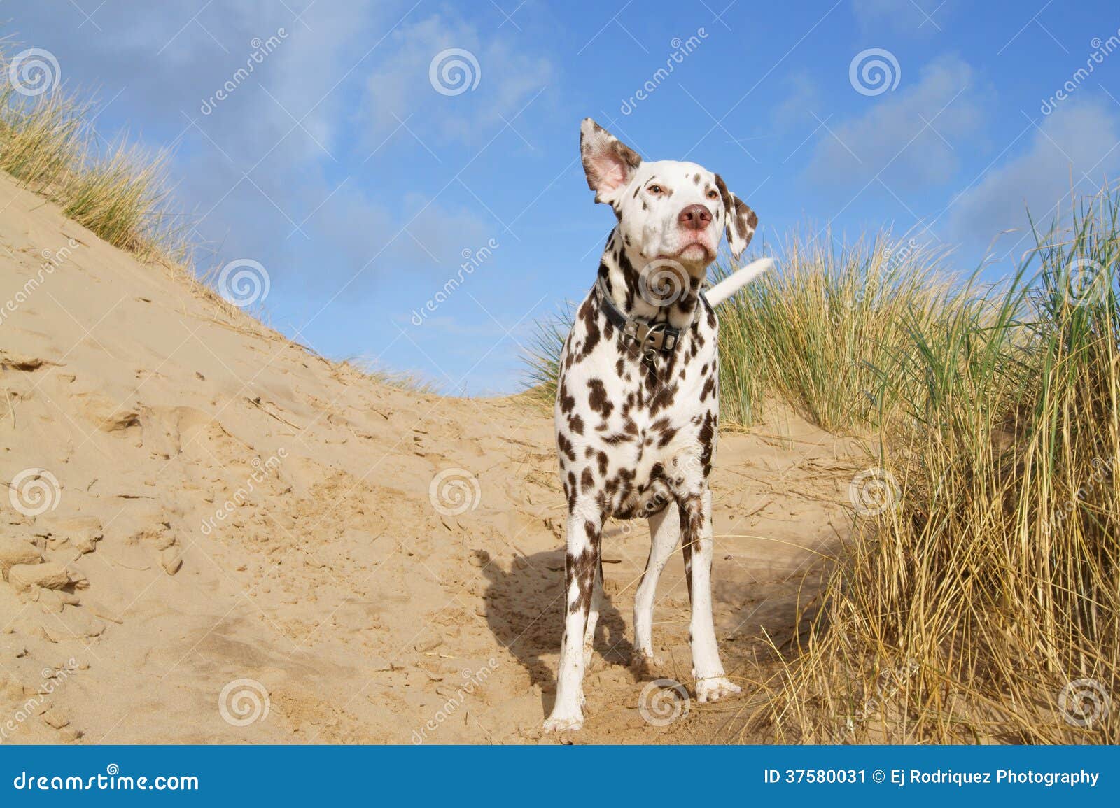 Dalmatian Having Fun on the Beach Stock Image - Image of bright, dune ...