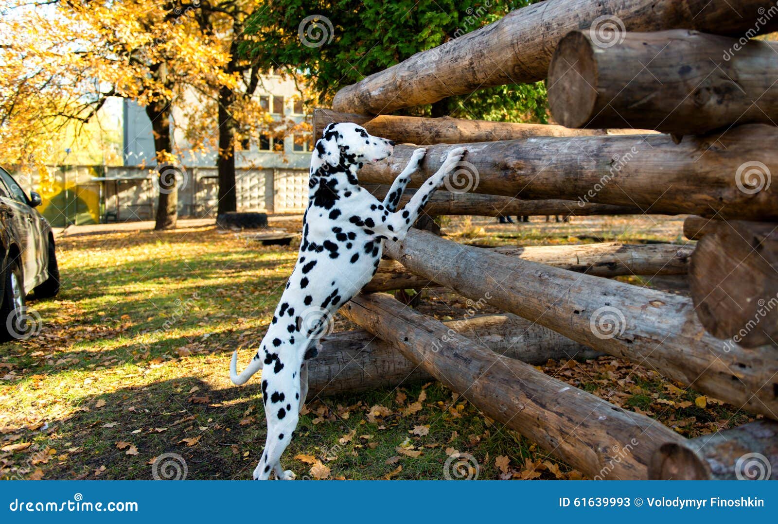 Dalmatian interesting. stock image. Image of breed, black - 61639993