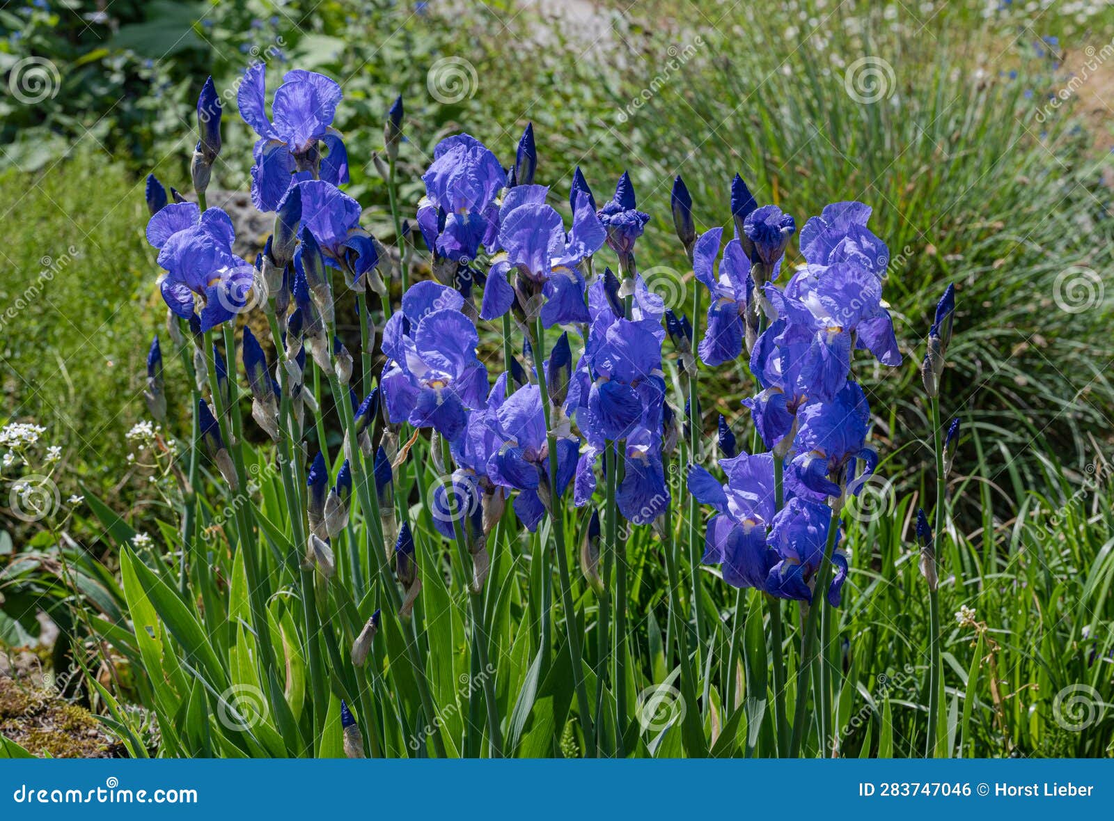 Dalmatian Iris or Sweet Iris (Iris Pallida) Stock Photo - Image of ...