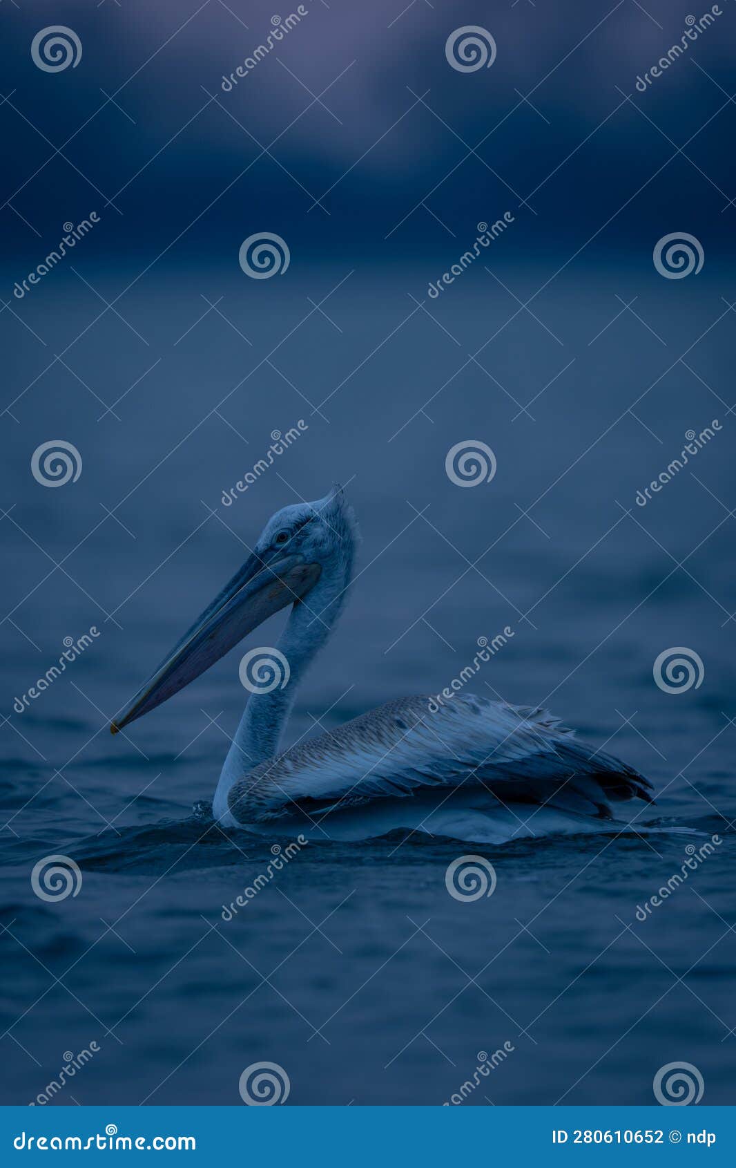 Dalmatian Pelican Floating in Profile on Water Stock Photo - Image of ...