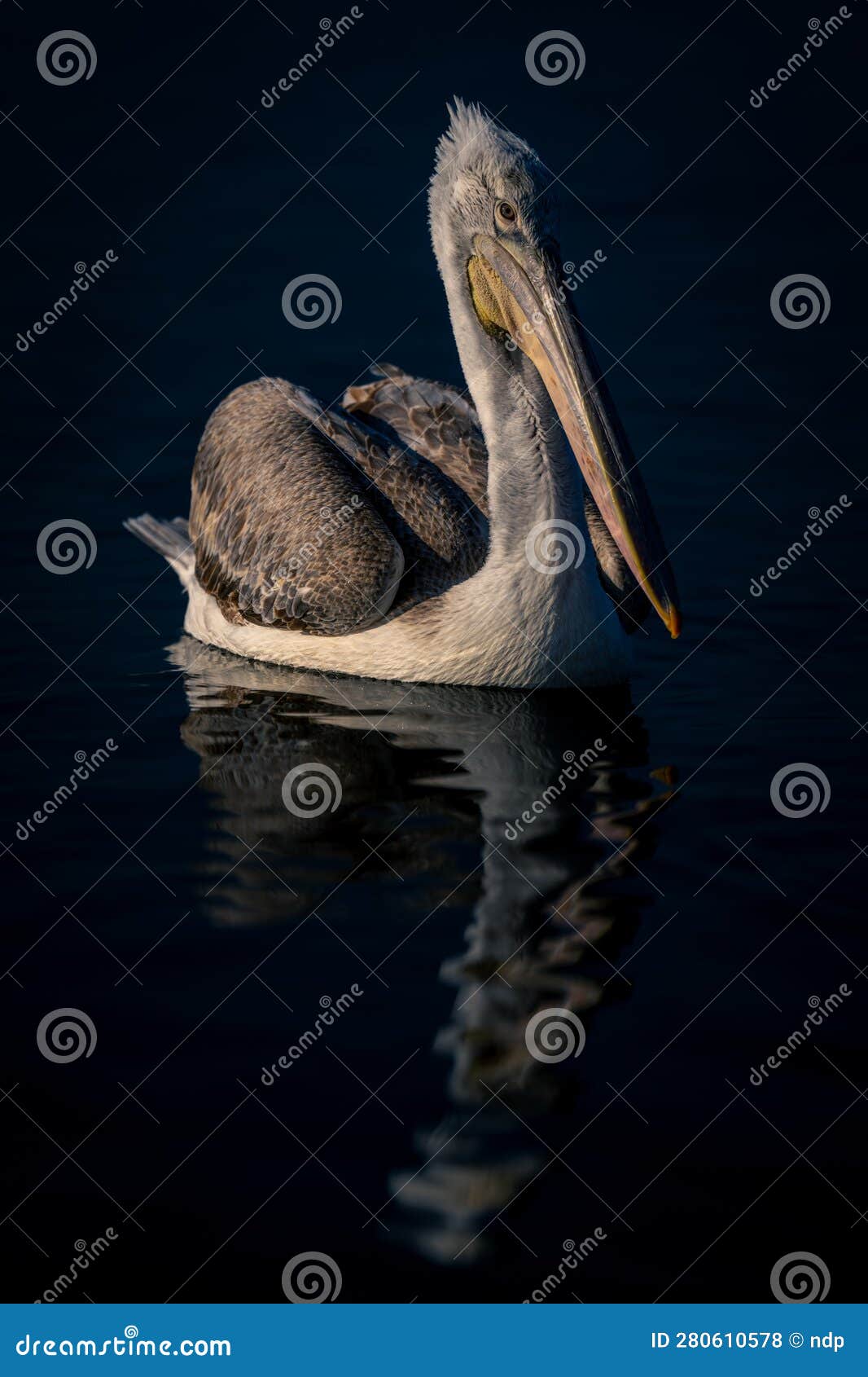 Dalmatian Pelican Floats Casting Reflection on Lake Stock Photo - Image of floats, bird: 280610578