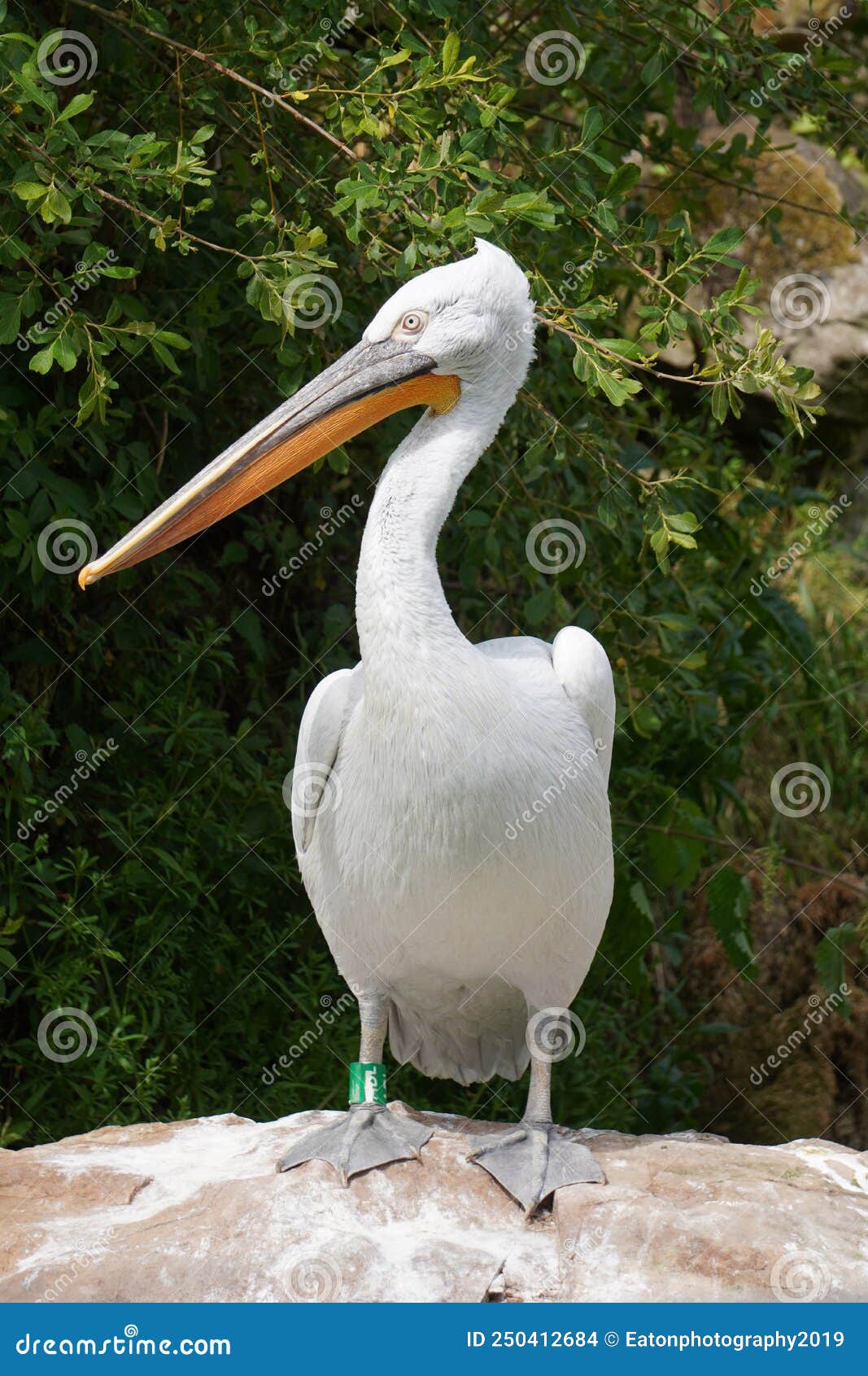 Dalmatian Pelican in the Sun Stock Photo - Image of pelecanidae, beak ...