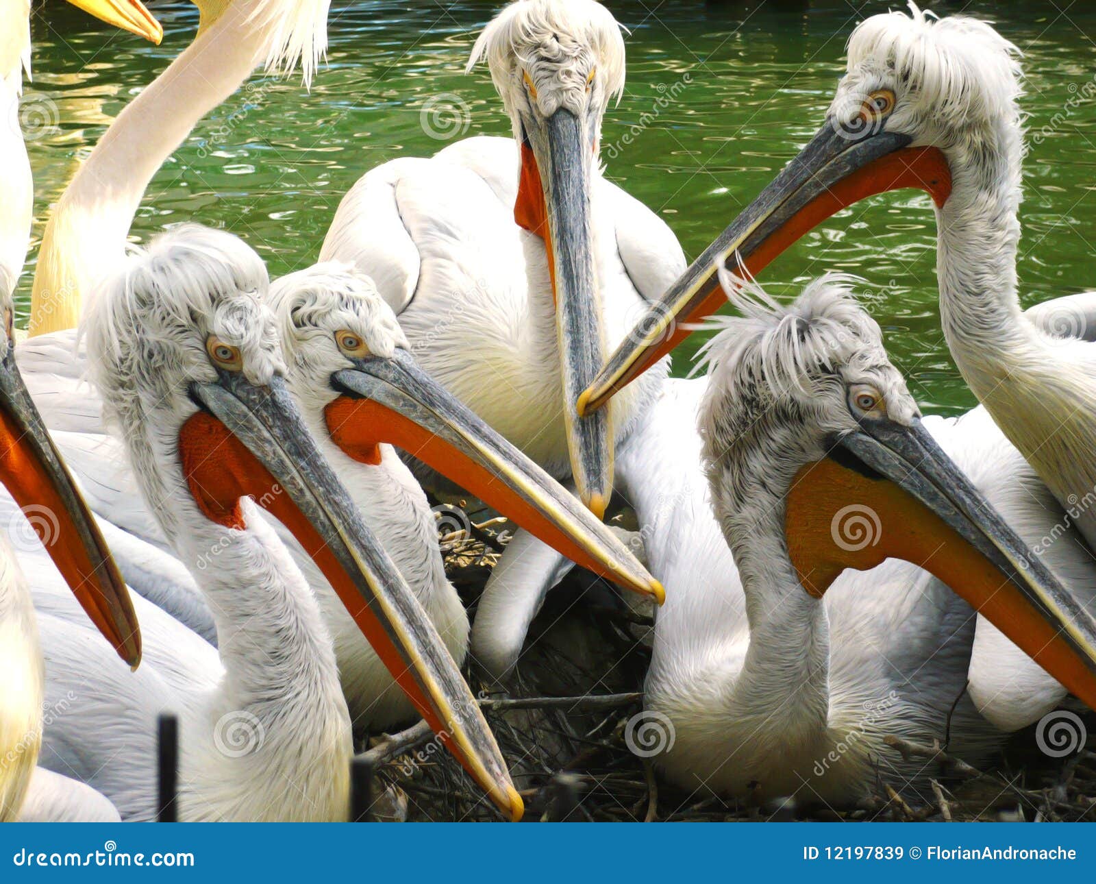 Dalmatian Pelicans / Pelecanus Crispus Stock Image - Image of white ...
