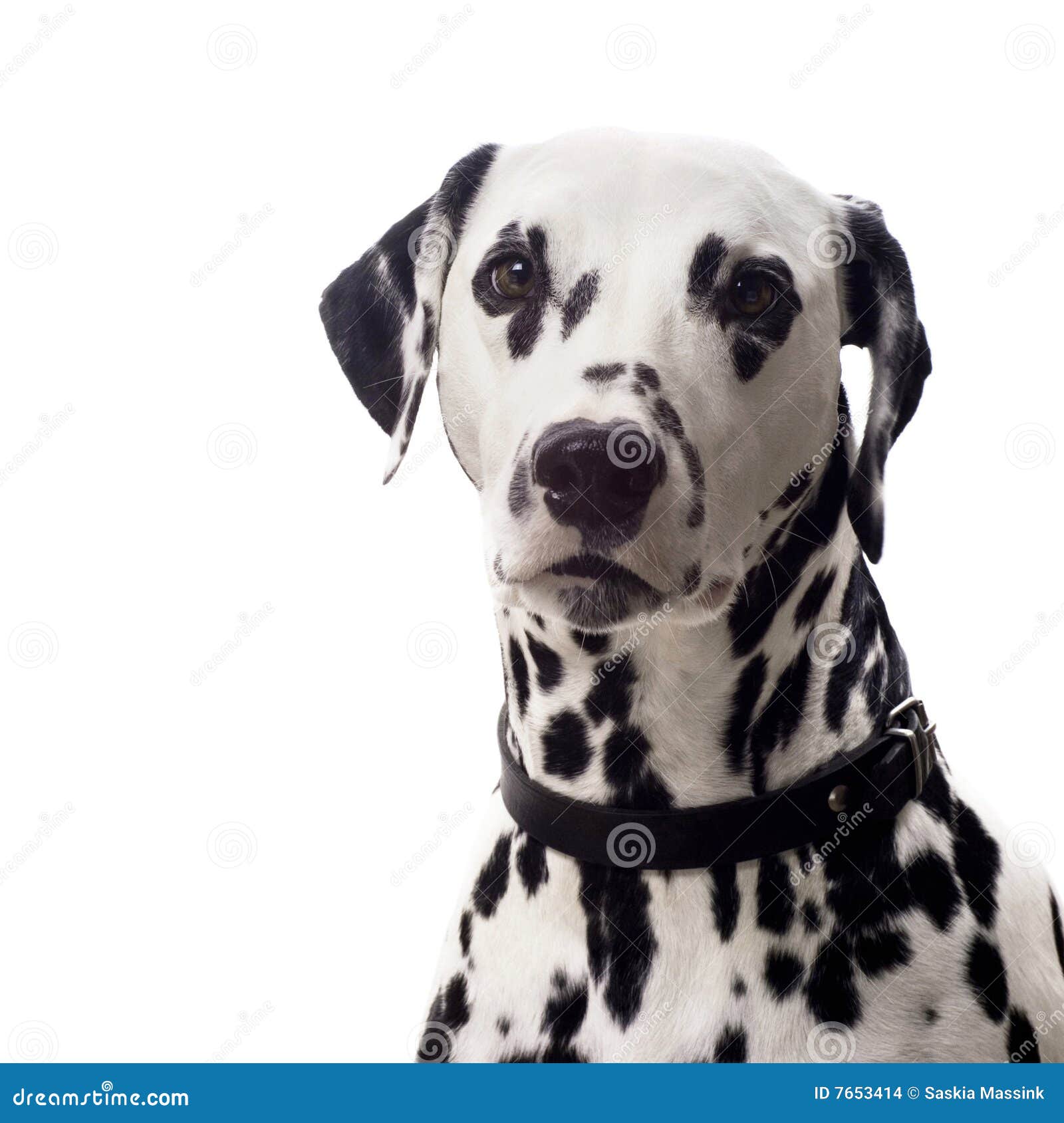 Dalmatian portrait. stock photo. Image of dalmatian, spots - 7653414