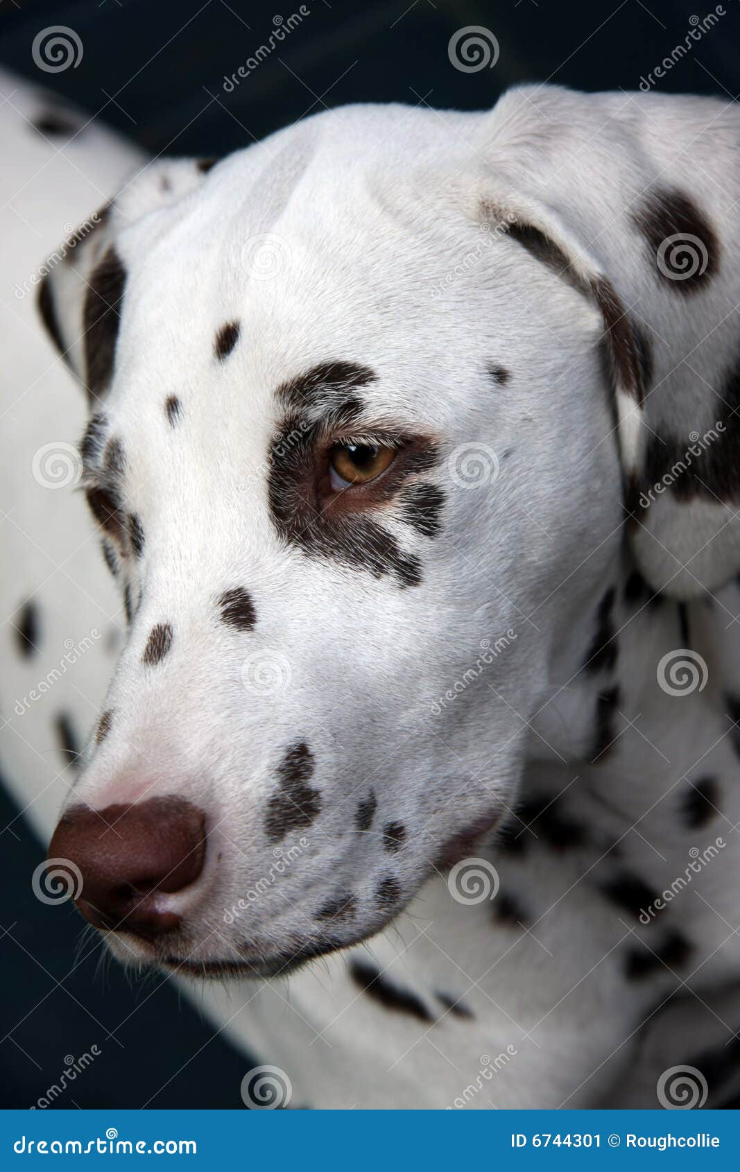 Dalmatian puppy stock image. Image of young, adorable - 6744301