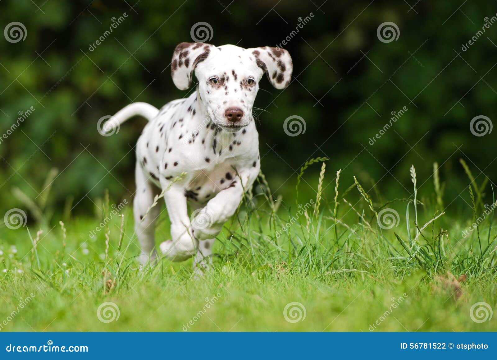 Dalmatian Puppy Running on Grass Stock Photo - Image of ears, cute ...