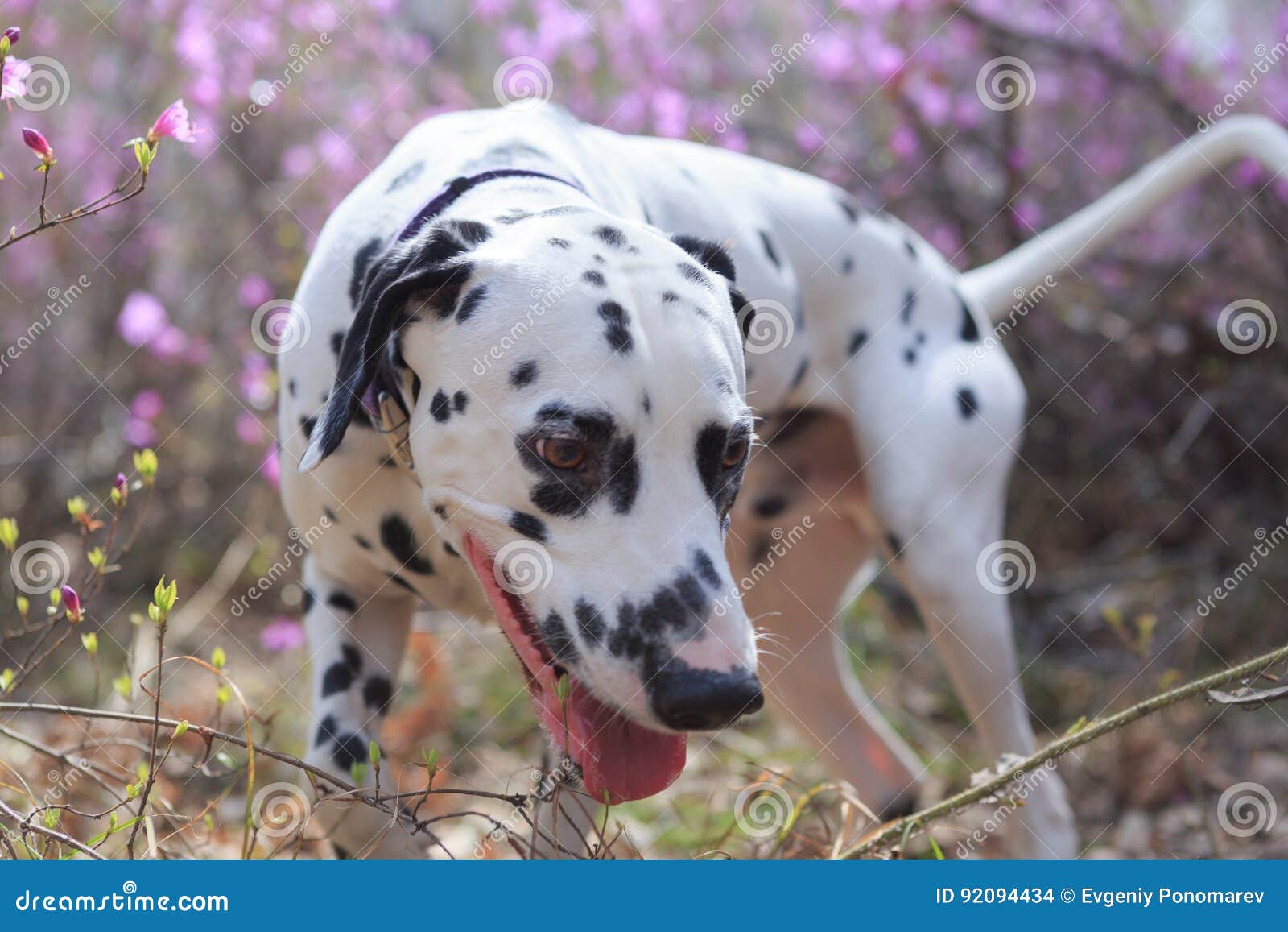 Dalmatian stock photo. Image of nature, flowers, outdoors - 92094434