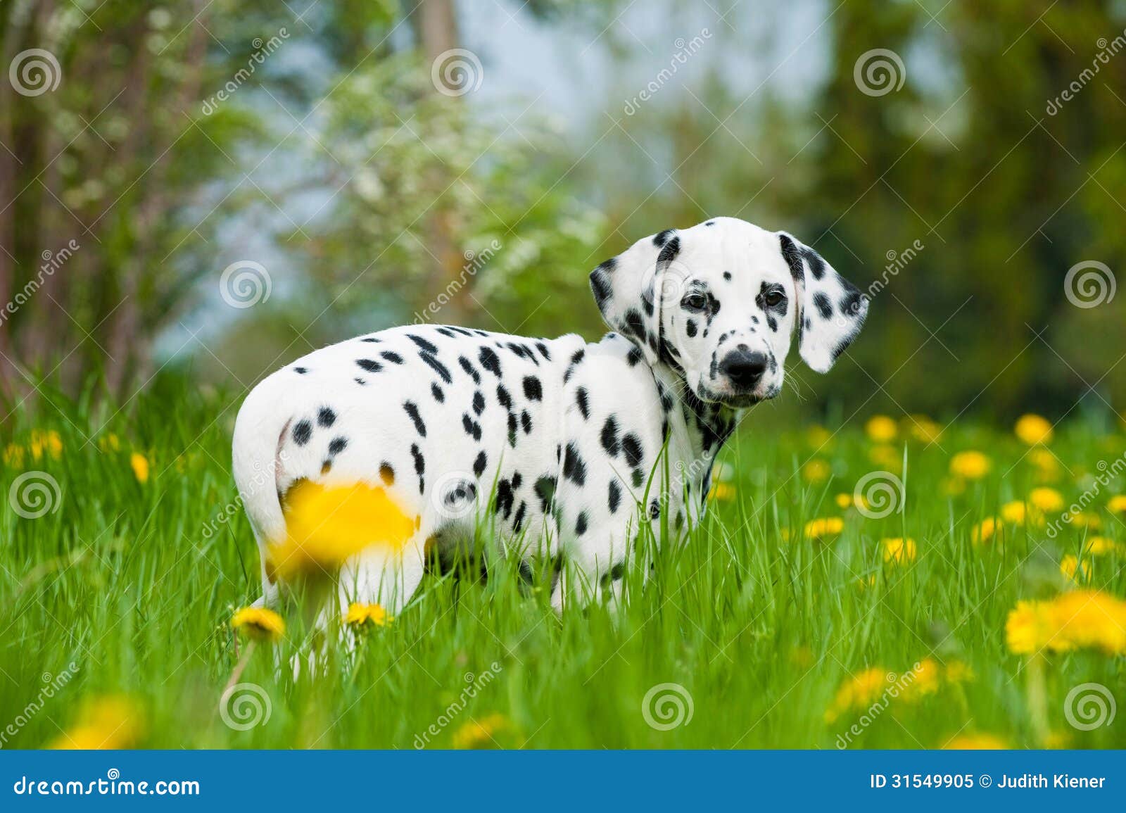 Dalmatian puppy stock image. Image of nature, pooch, standing - 31549905