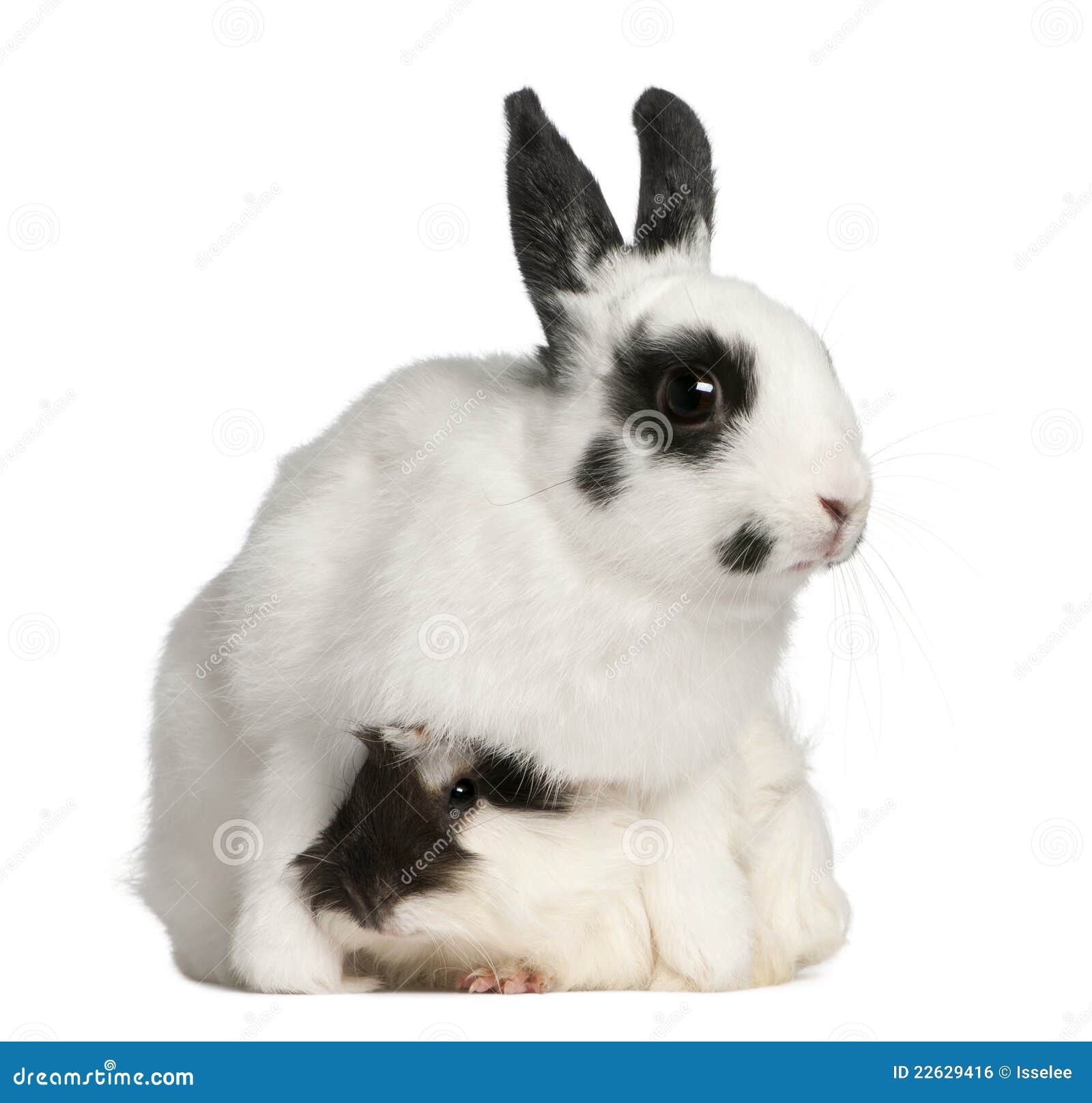 Dalmatian Rabbit, 2 Months Old, Oryctolagus Stock Photo | CartoonDealer ...