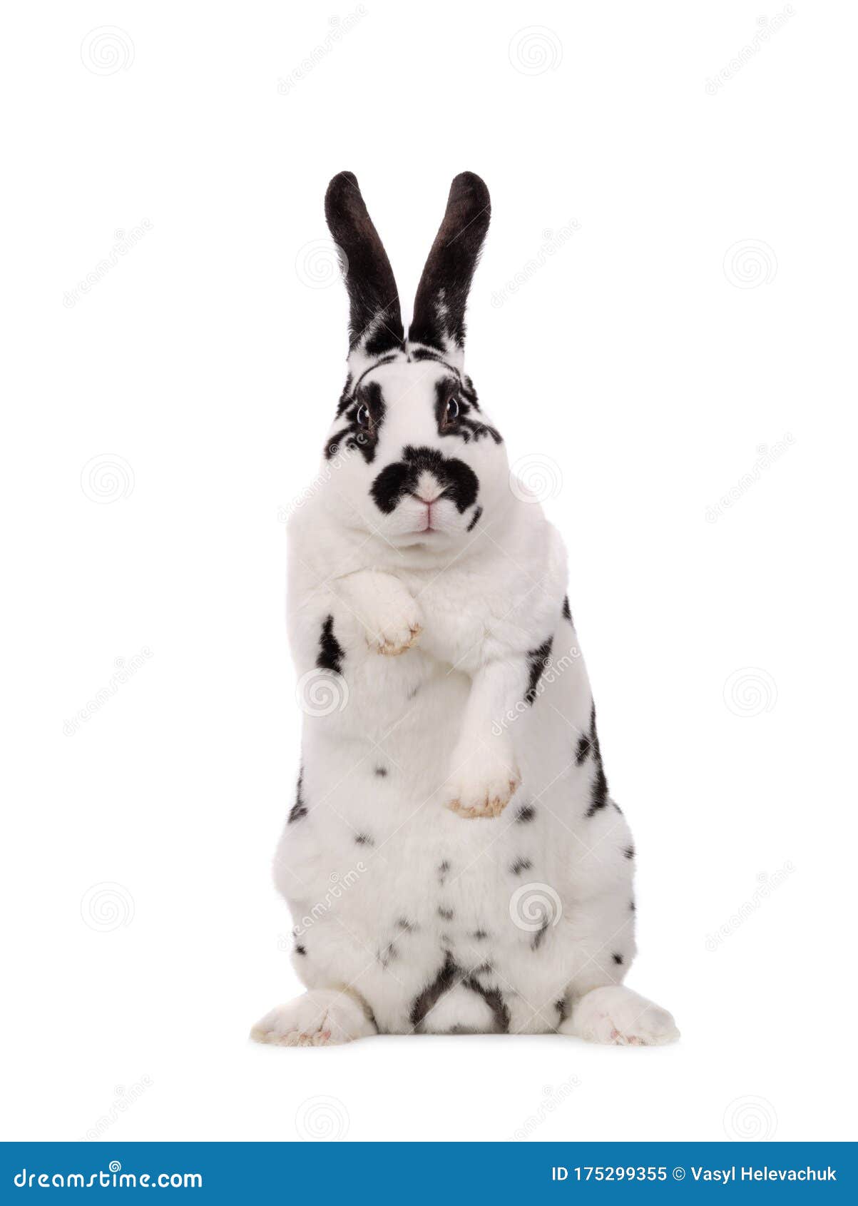 Dalmatian Rabbit Standing Isolated on a White Stock Image - Image of ...