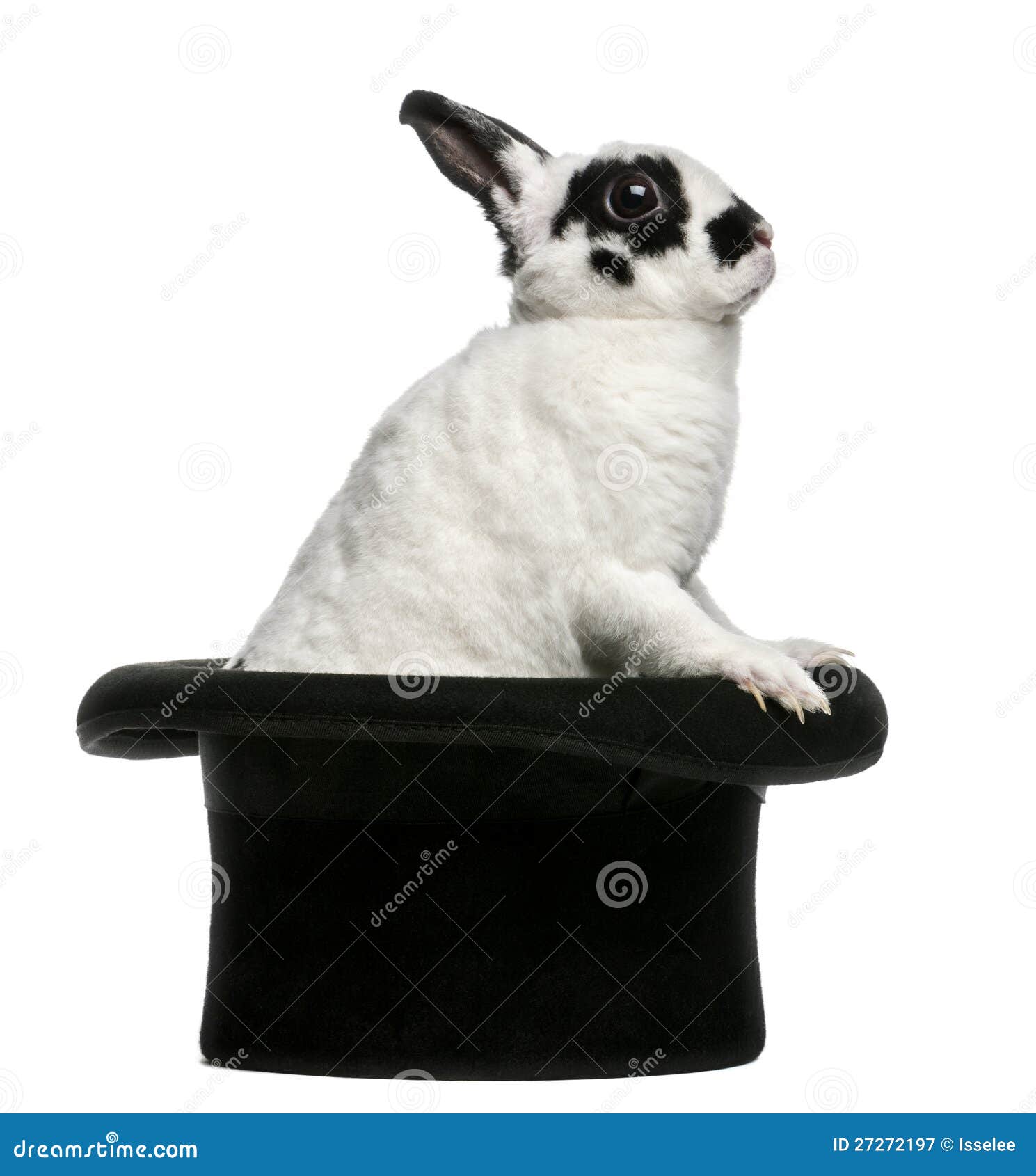 Dalmatian Rabbit Standing in Magician S Top Hat Stock Image - Image of ...