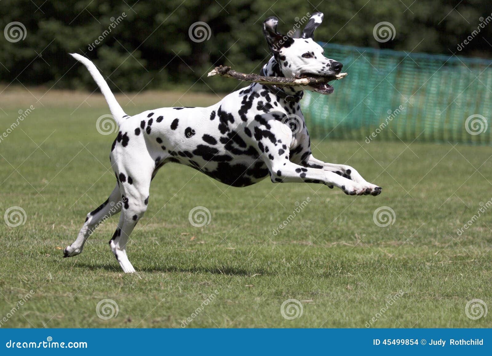 Dalmatian running in field stock photo. Image of stick - 45499854