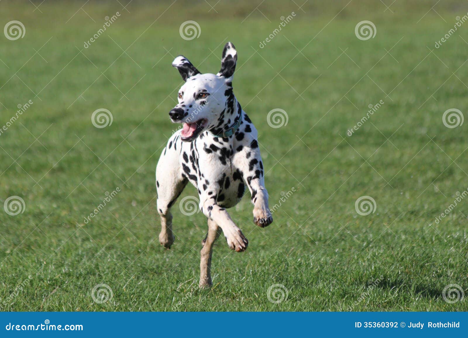 Dalmatian Running Forwards on Grass Stock Photo - Image of happiness ...