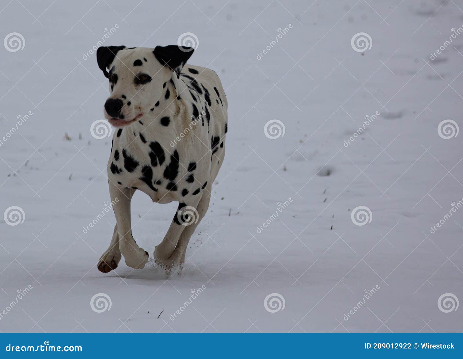 Dalmatian Running on a Snowy Field Stock Photo - Image of outdoors ...