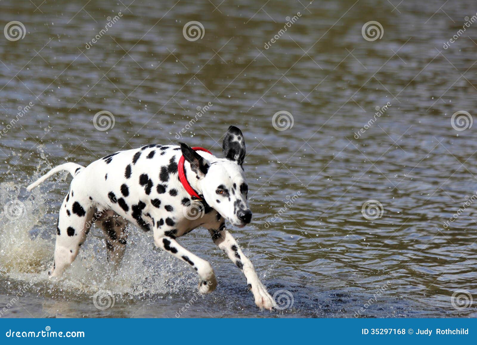 Dalmatian running in water stock photo. Image of white - 35297168