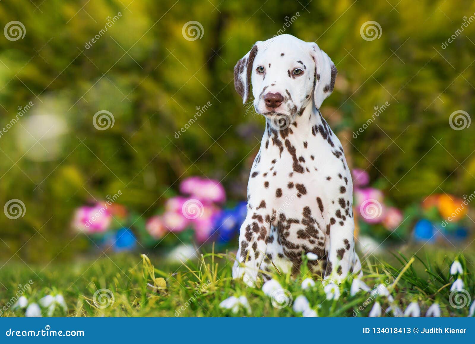Dalmatian Puppy in a Spring Meadow Stock Image - Image of green ...