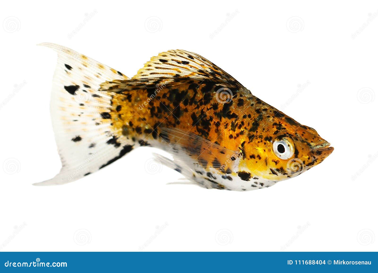 Dalmation Balloon Sailfin Molly Poecilia Latipinna Aquarium Fish Stock ... Dalmation Balloon Sailfin Molly Poecilia Latipinna Aquarium Fish Stock ...