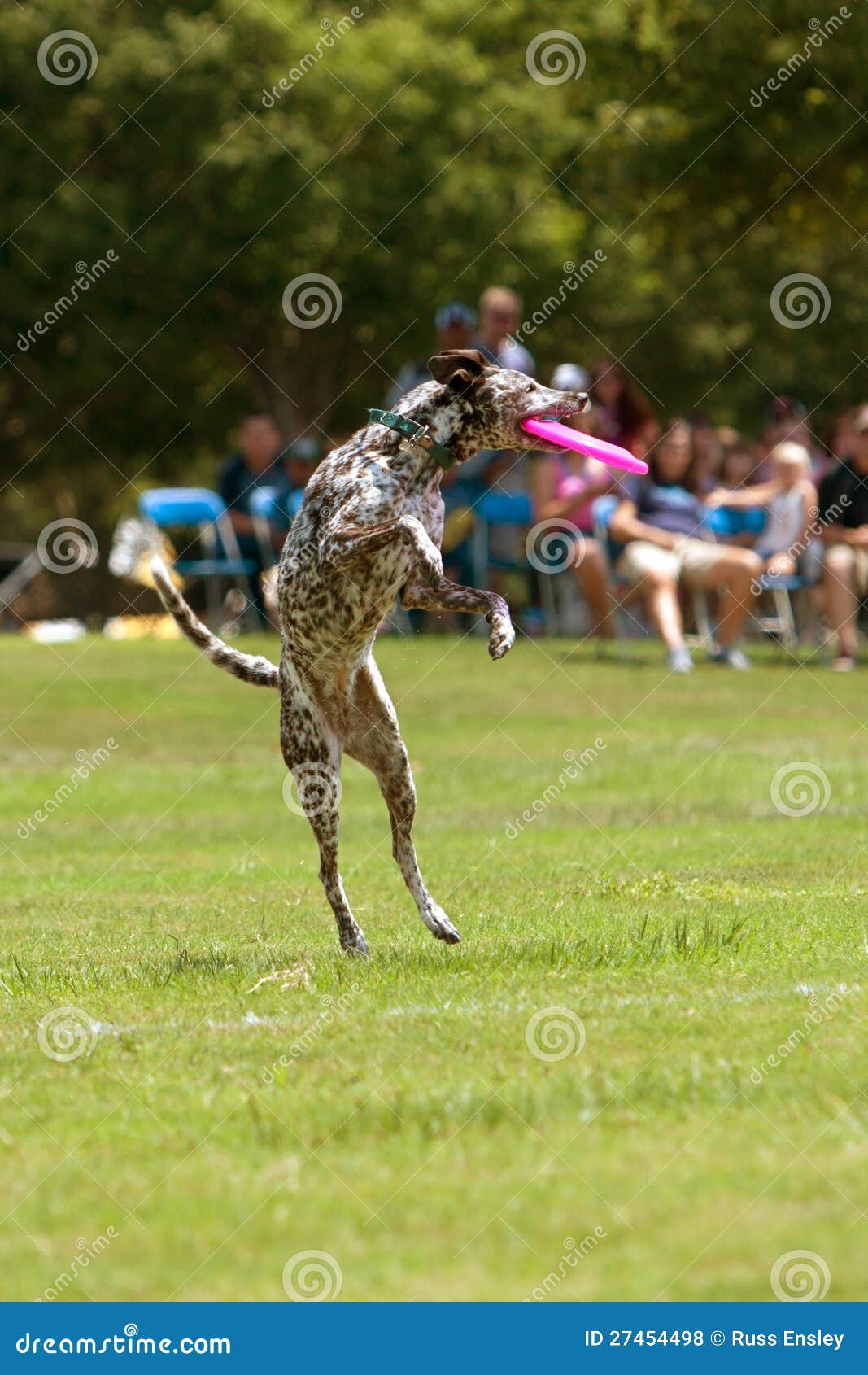 Dalmation Lands after Jumping To Catch Frisbee Editorial Stock Photo ...
