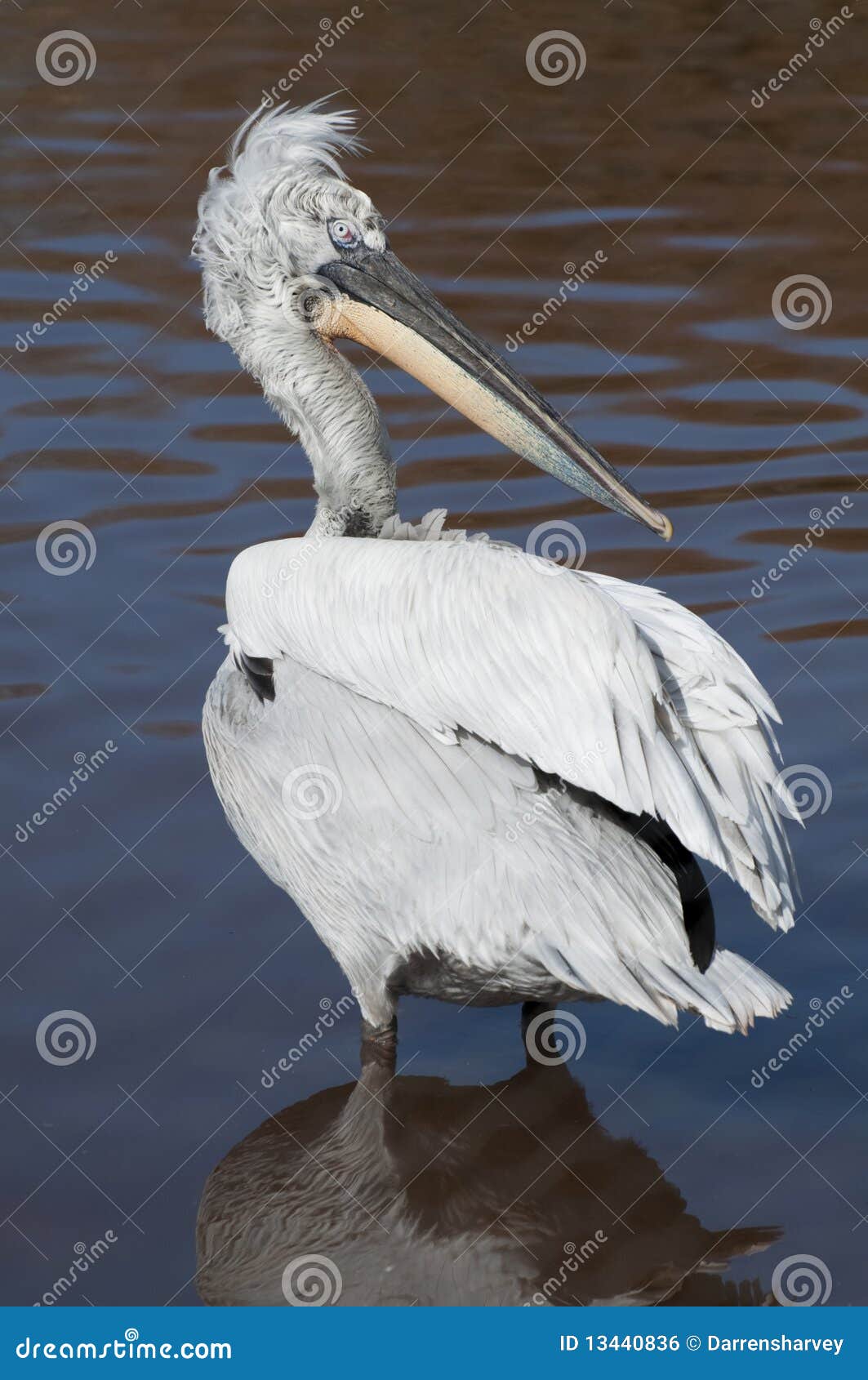 Dalmation Pelican stock photo. Image of scruffy, feather - 13440836