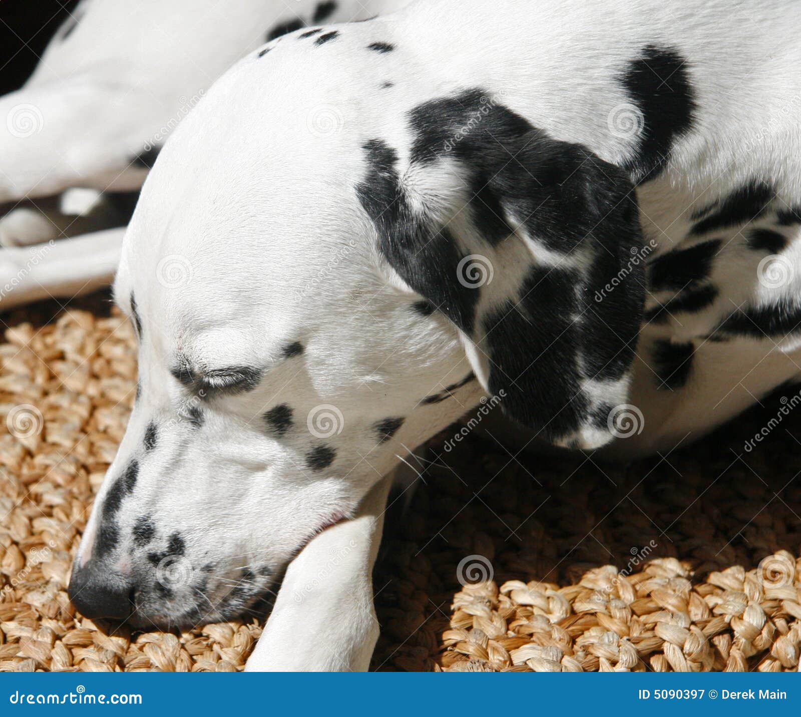 Dalmation snoozing stock image. Image of relax, snooze - 5090397