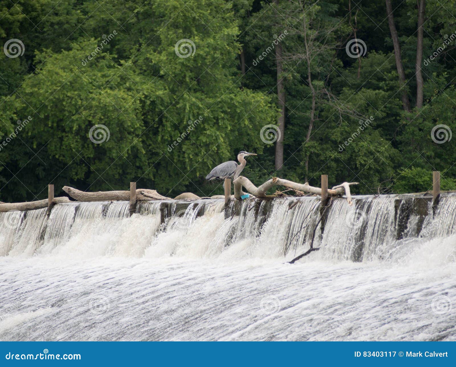 Dam Bird stock image. Image of waterfall, caps, branches - 83403117