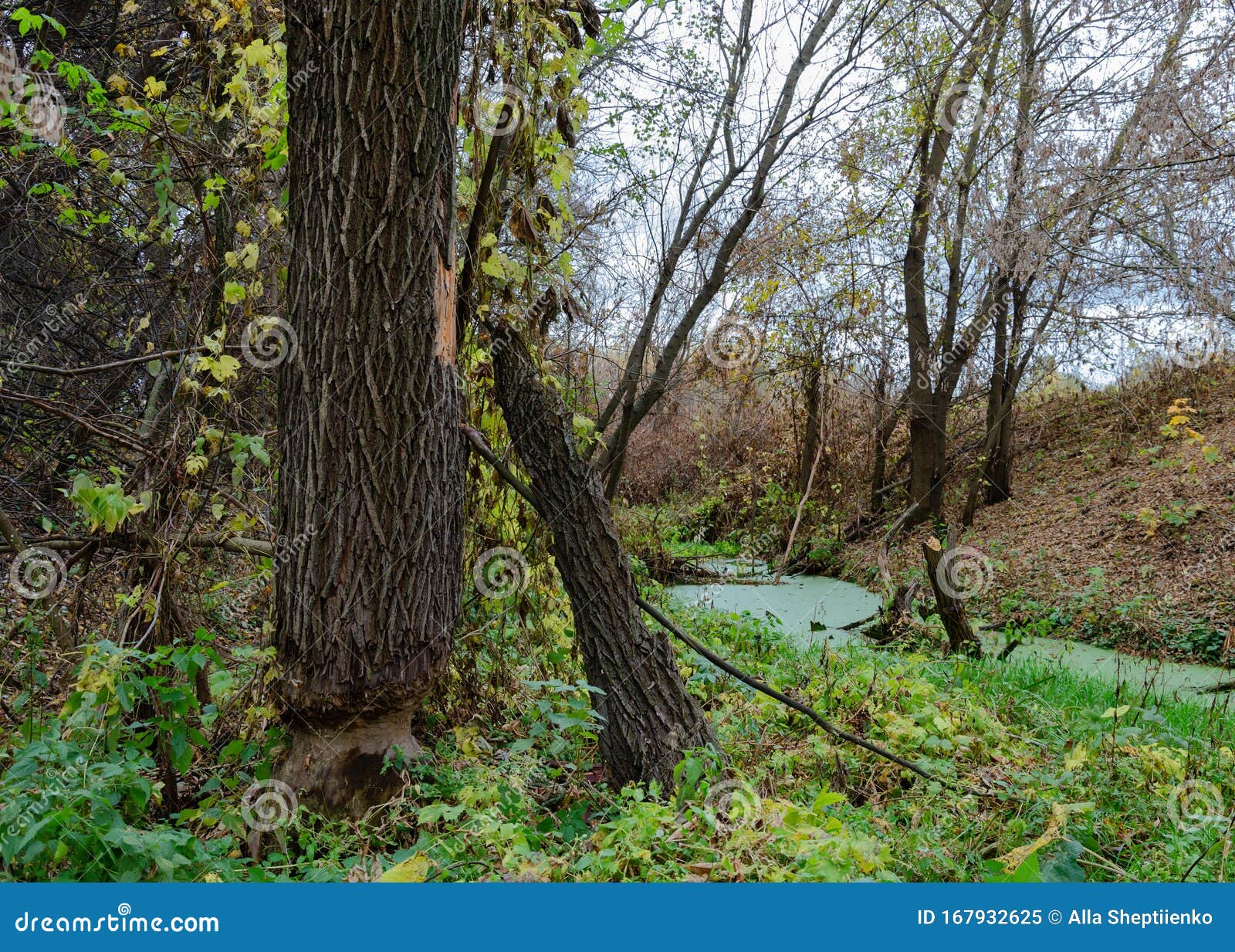 The Dam Blocked the River, the Beavers Built Stock Image - Image of ...