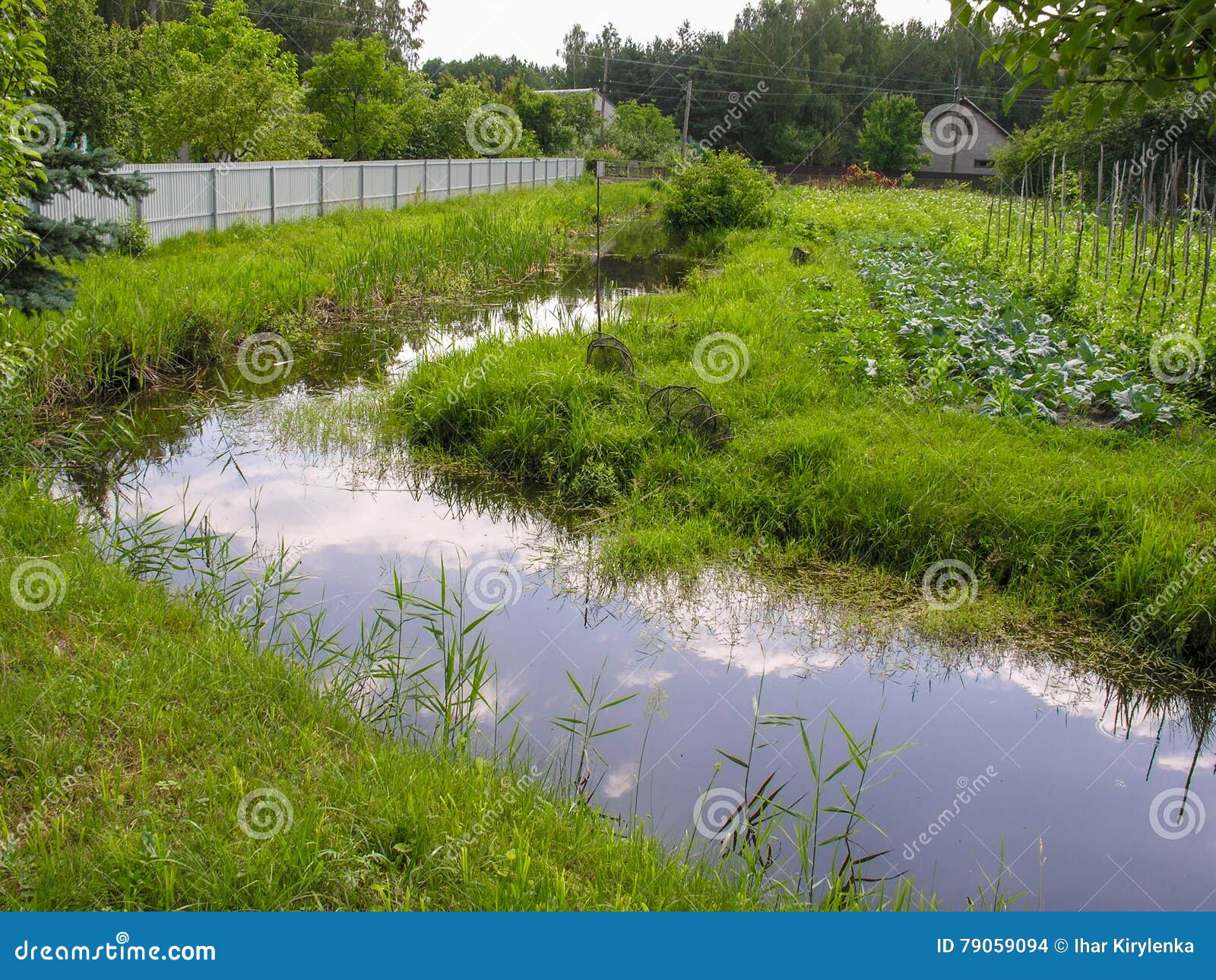 Dam breeding eel stock photo. Image of beans, homestead - 79059094