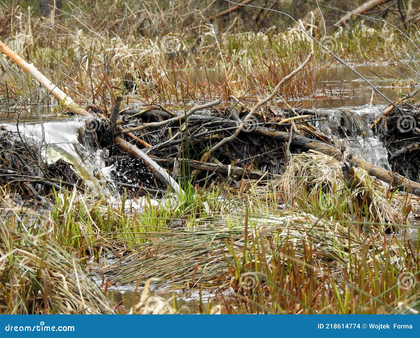 A Dam Built by Beavers on the River Stock Photo - Image of forest ...