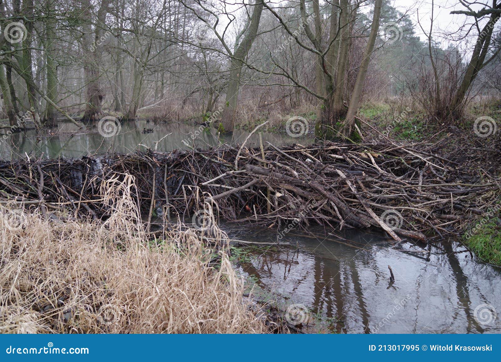 A Dam Built by Beavers on the River Stock Image - Image of water ...