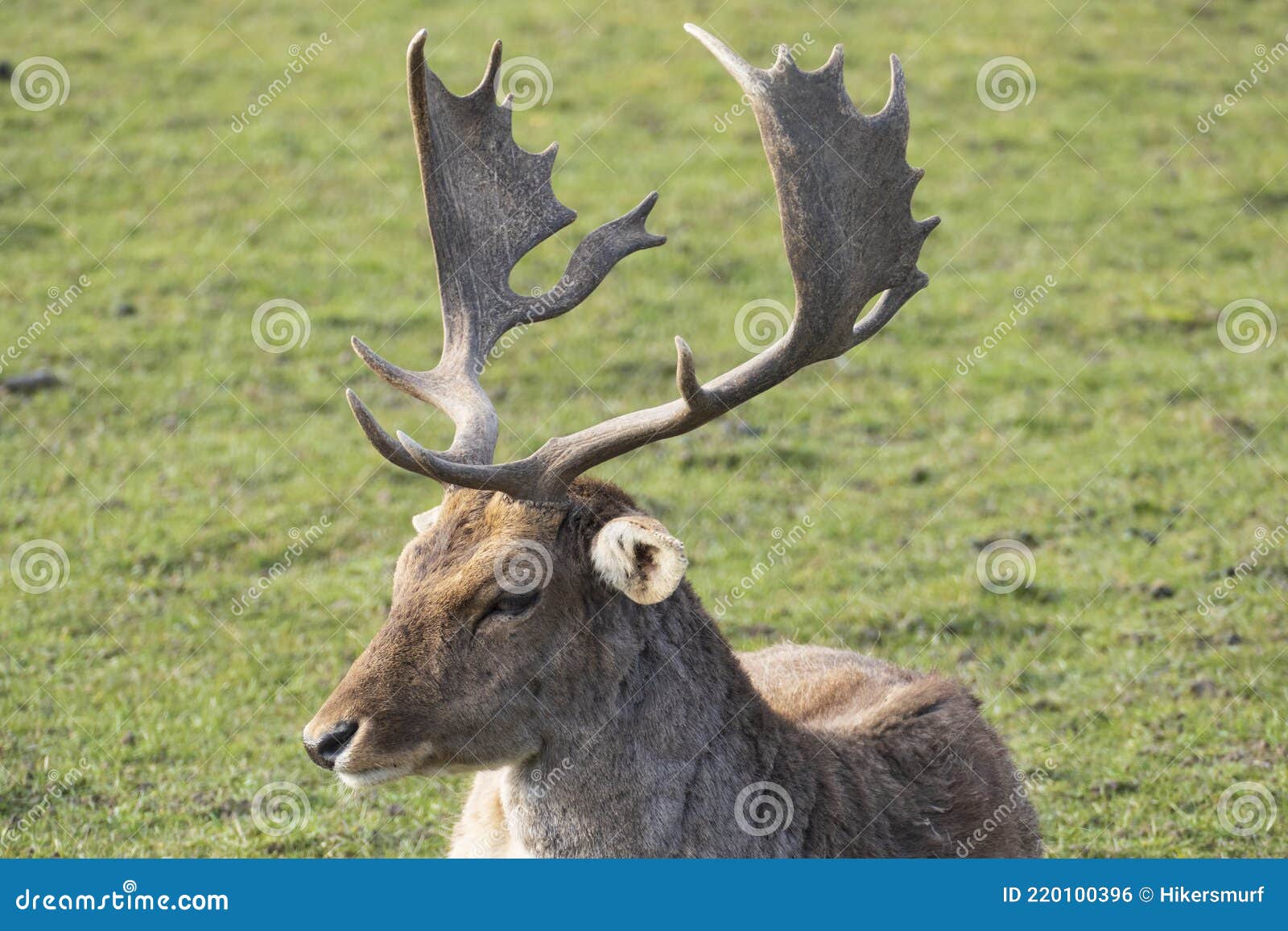 Dam Deer with Bucket Antlers on a Meadow Stock Photo - Image of antlers ...