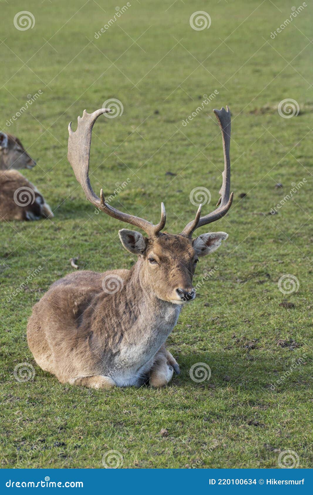 Dam Deer with Bucket Antlers on a Meadow Stock Photo - Image of ...